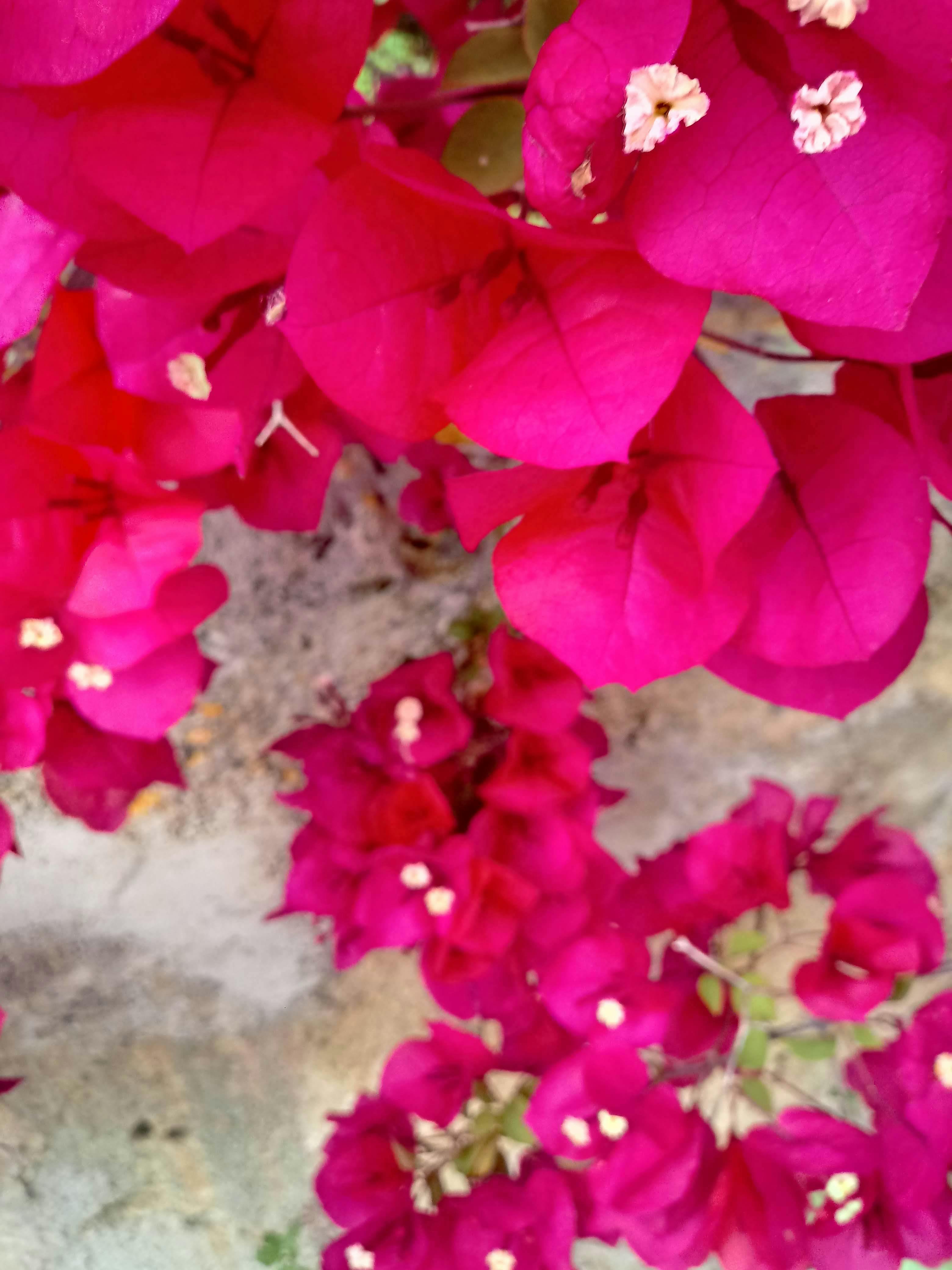 Flowers 5 Photos & Videos Collected by Regina Carbonell