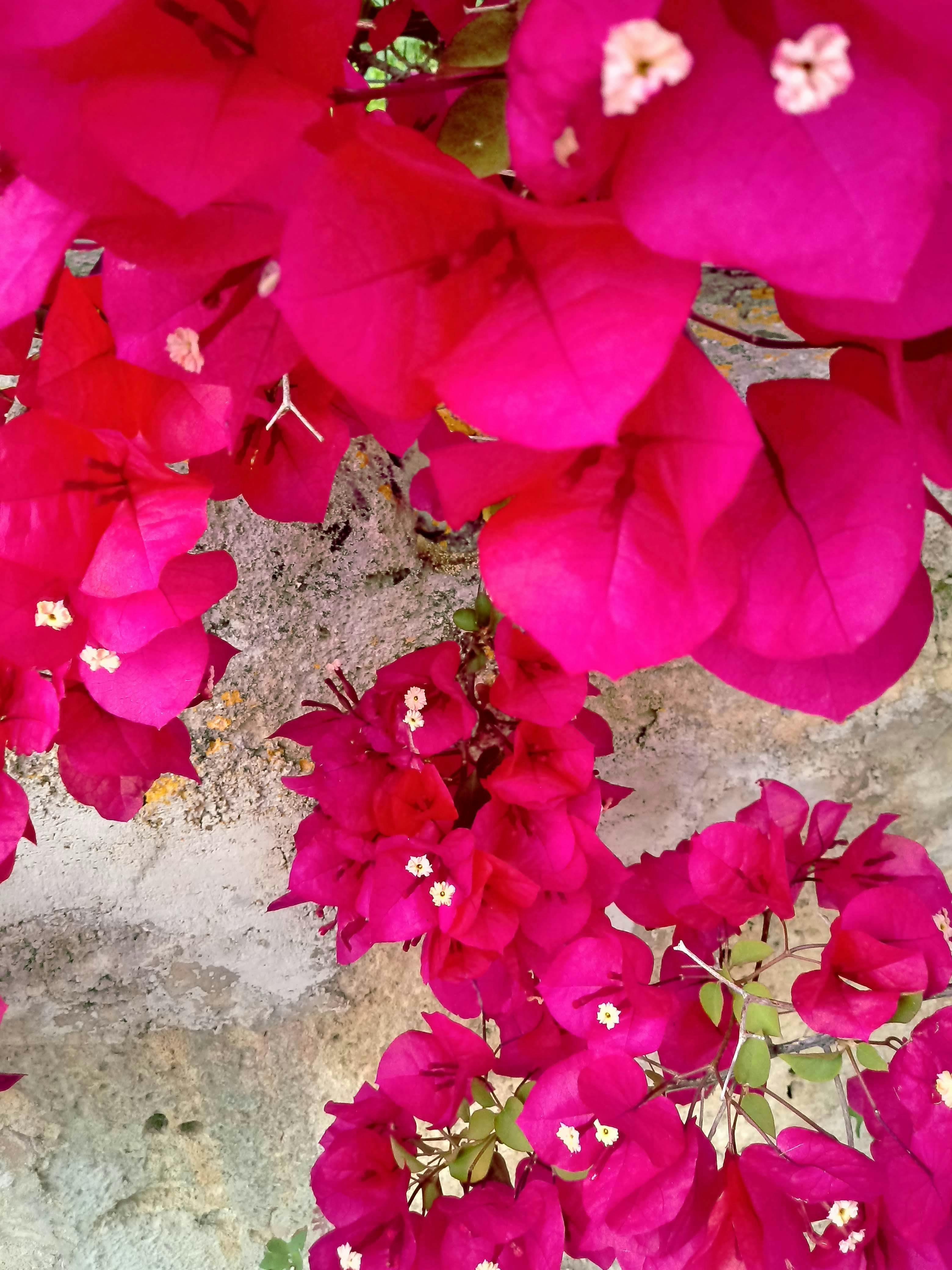 Flowers 5 Photos & Videos Collected by Regina Carbonell