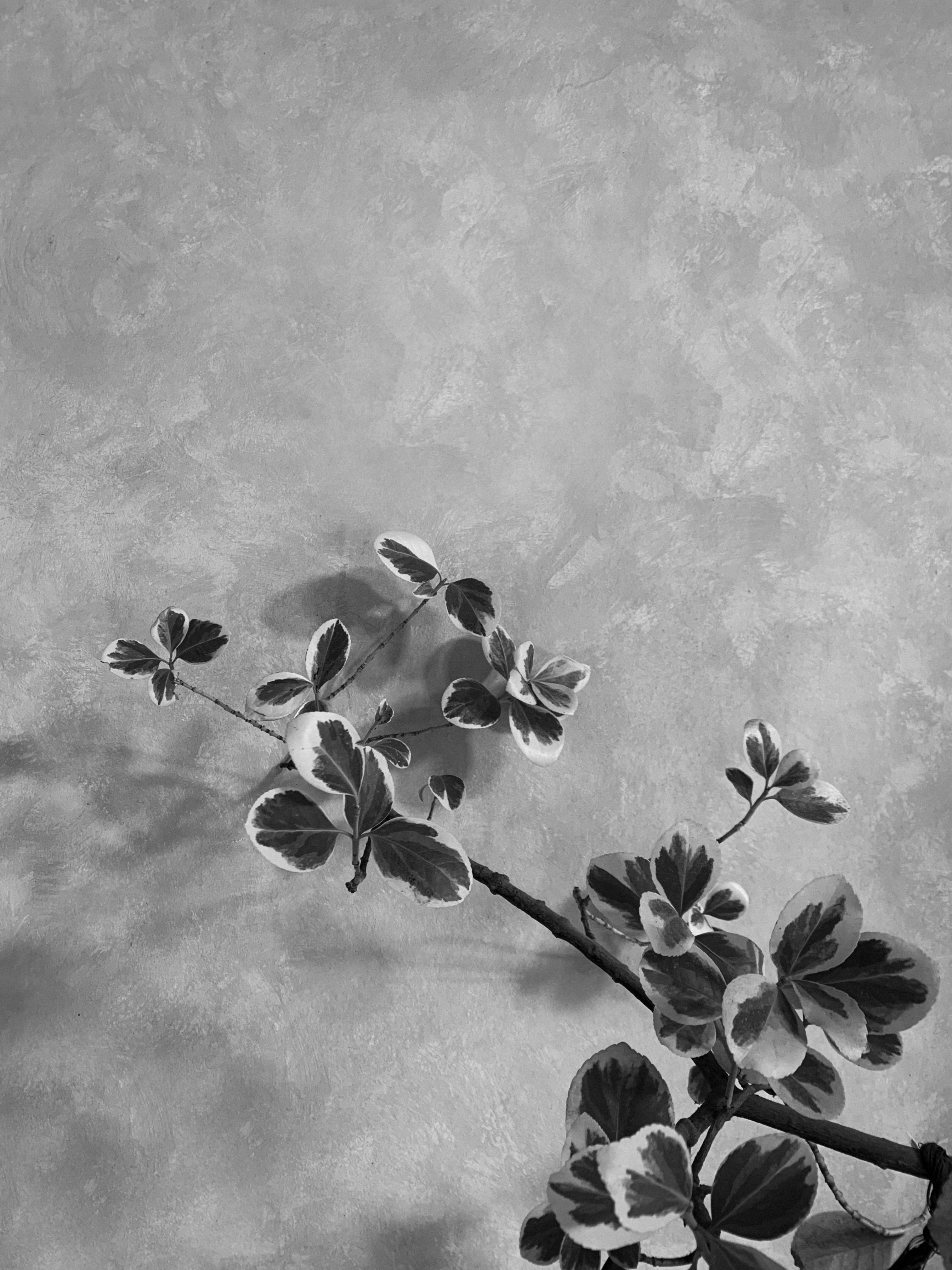Grayscale Photo of a Plant · Free Stock Photo