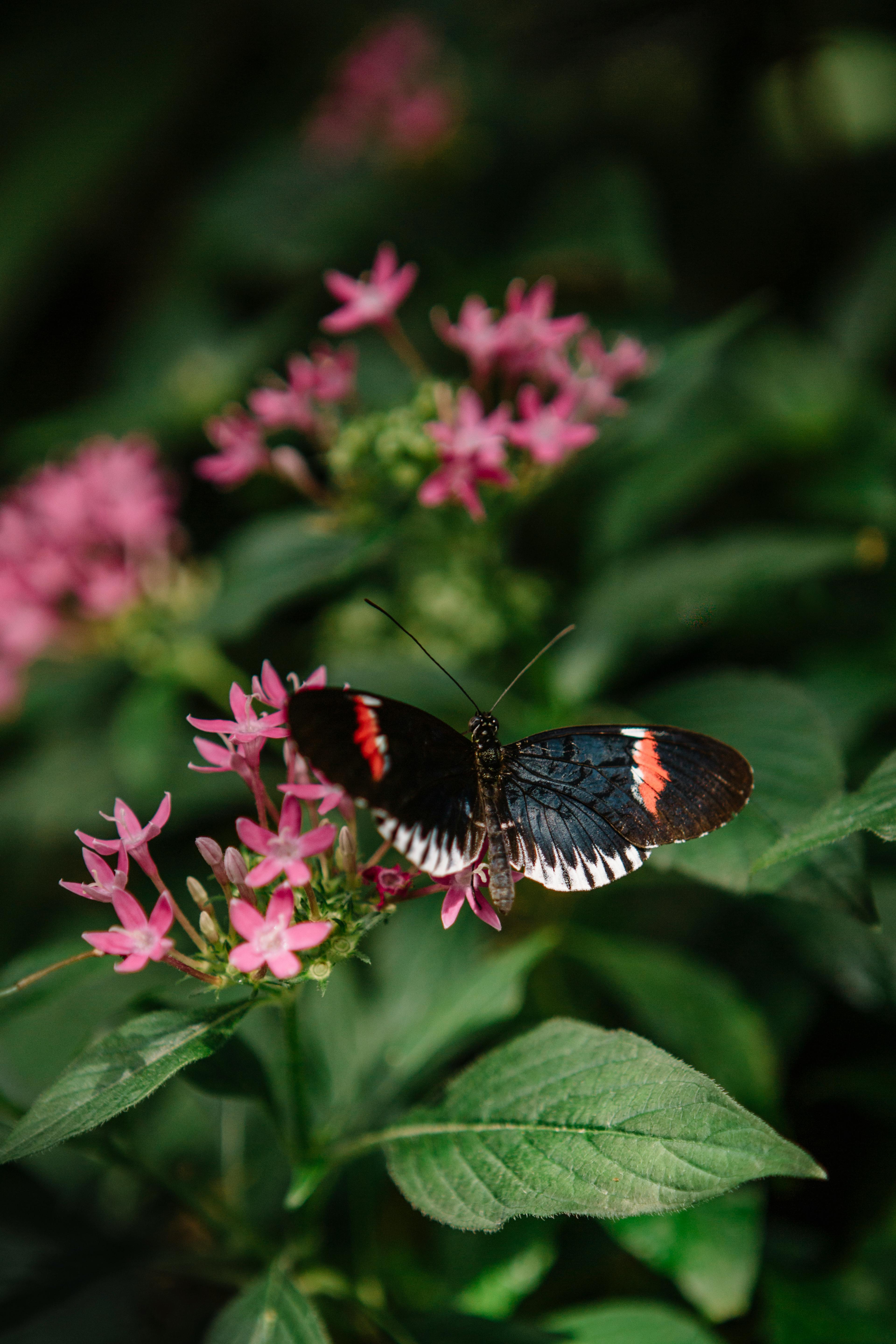 Selective Focus Photography of Butterfly · Free Stock Photo
