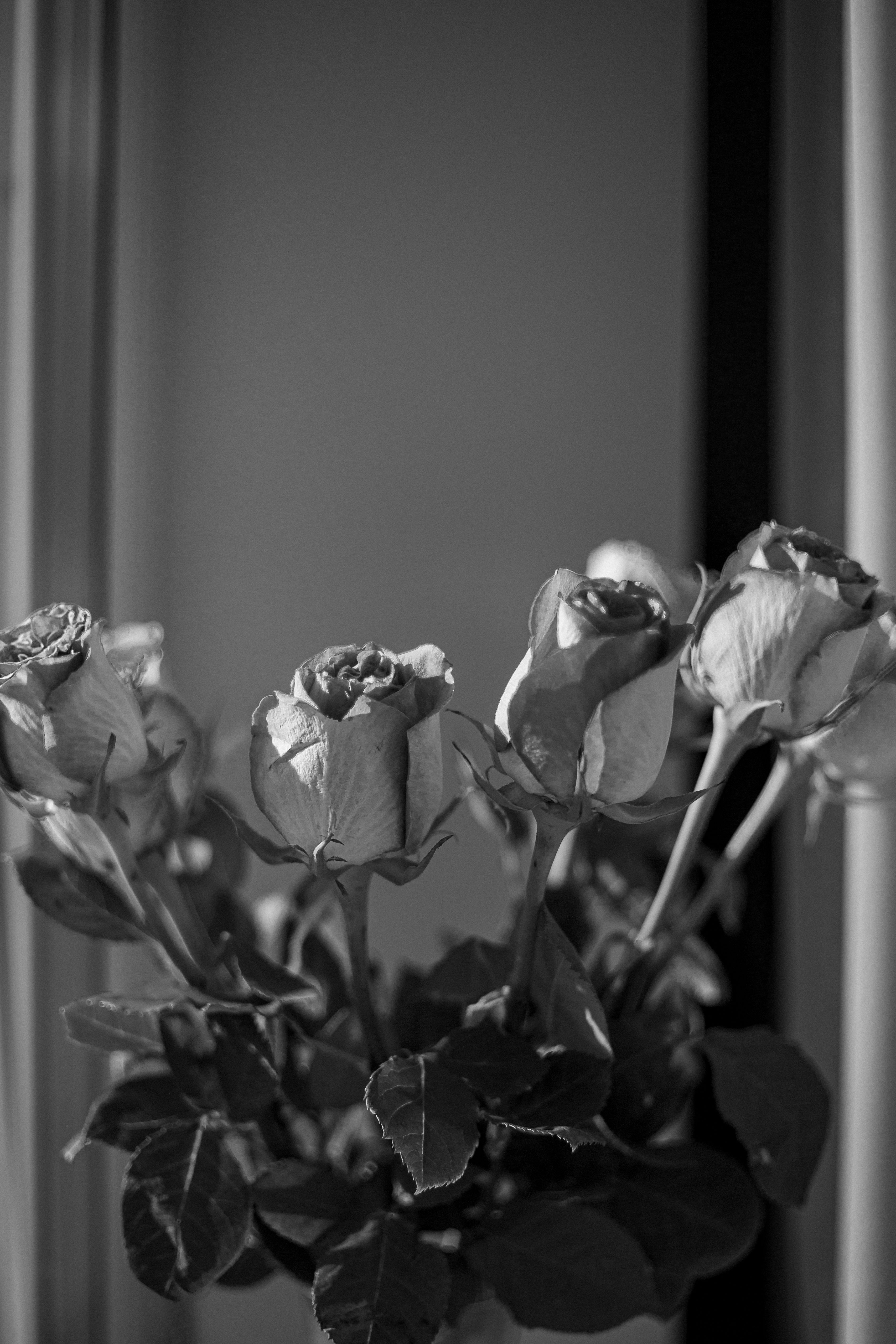 Greyscale Photo of Roses in Bloom · Free Stock Photo