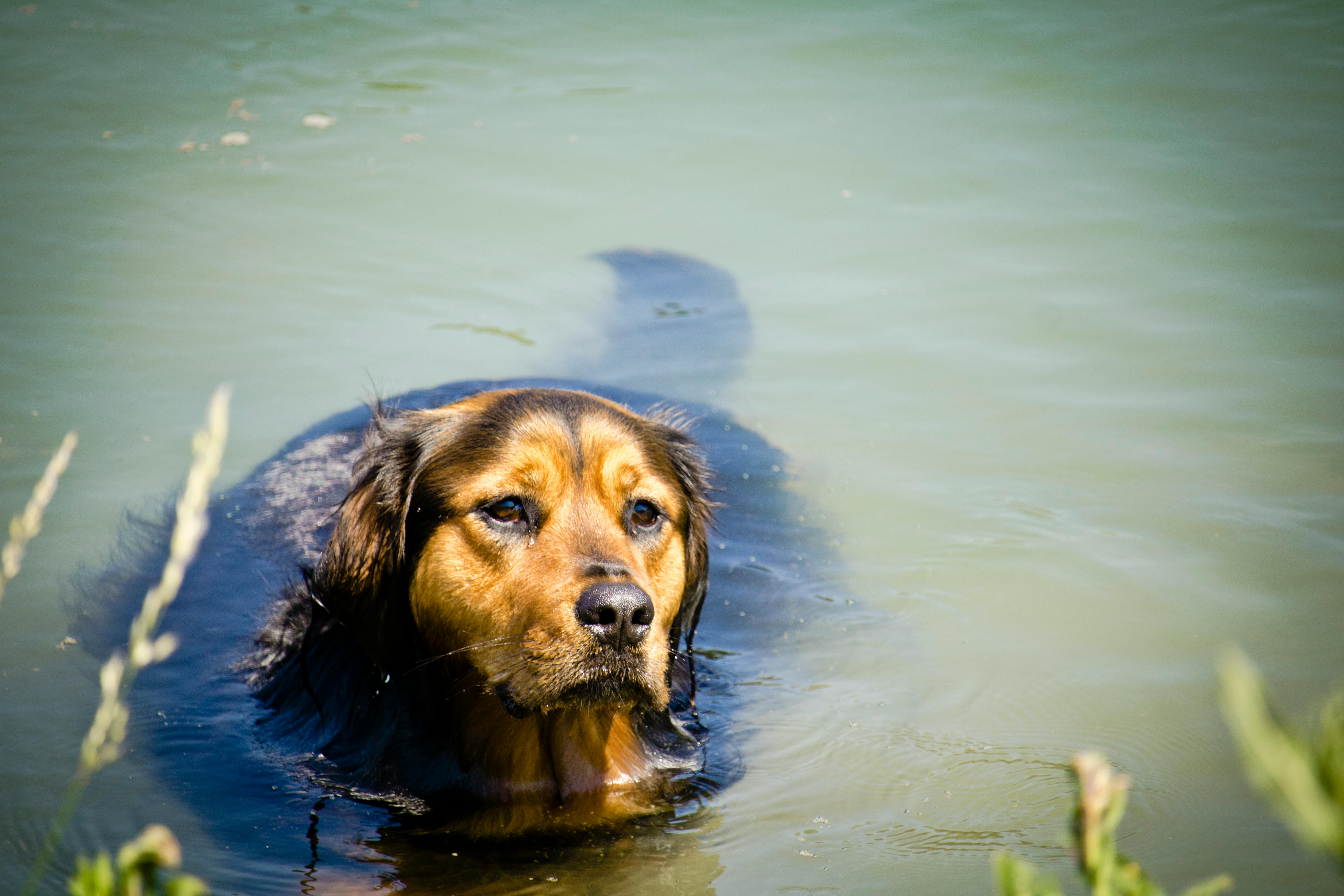 Photo of Dog on Water · Free Stock Photo