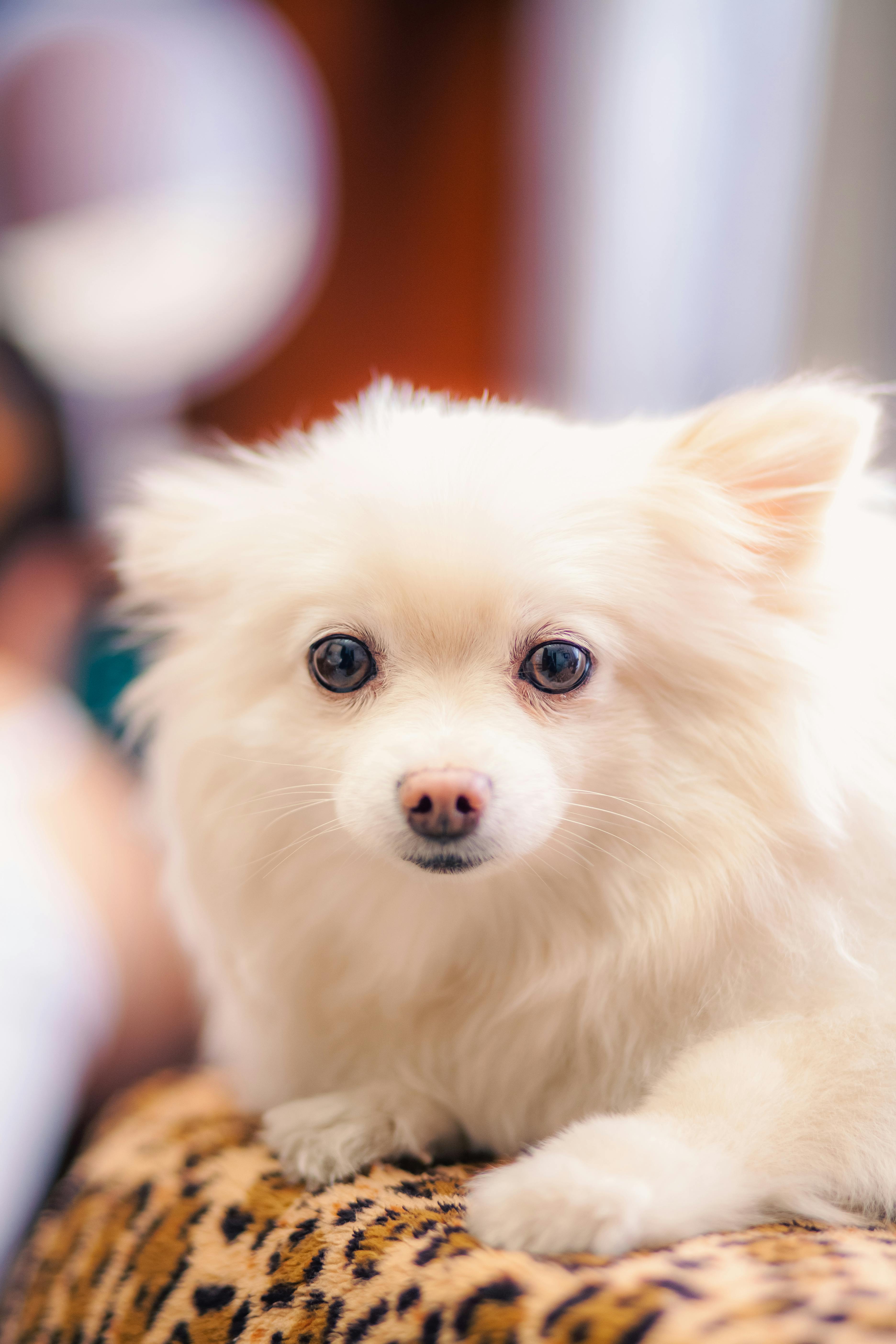 Close up of Dog · Free Stock Photo