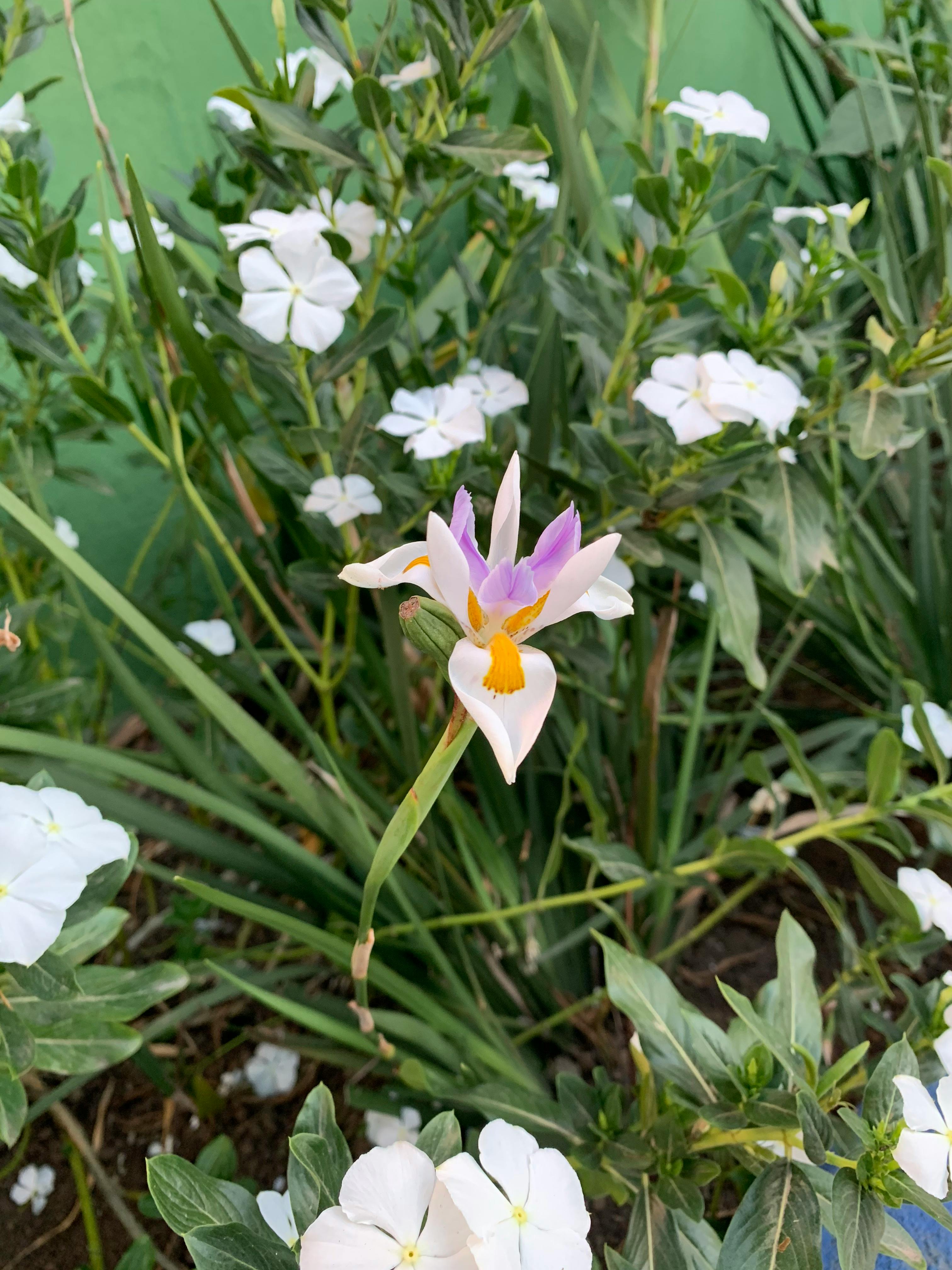 Leslie Duarte Castro - Fotografi