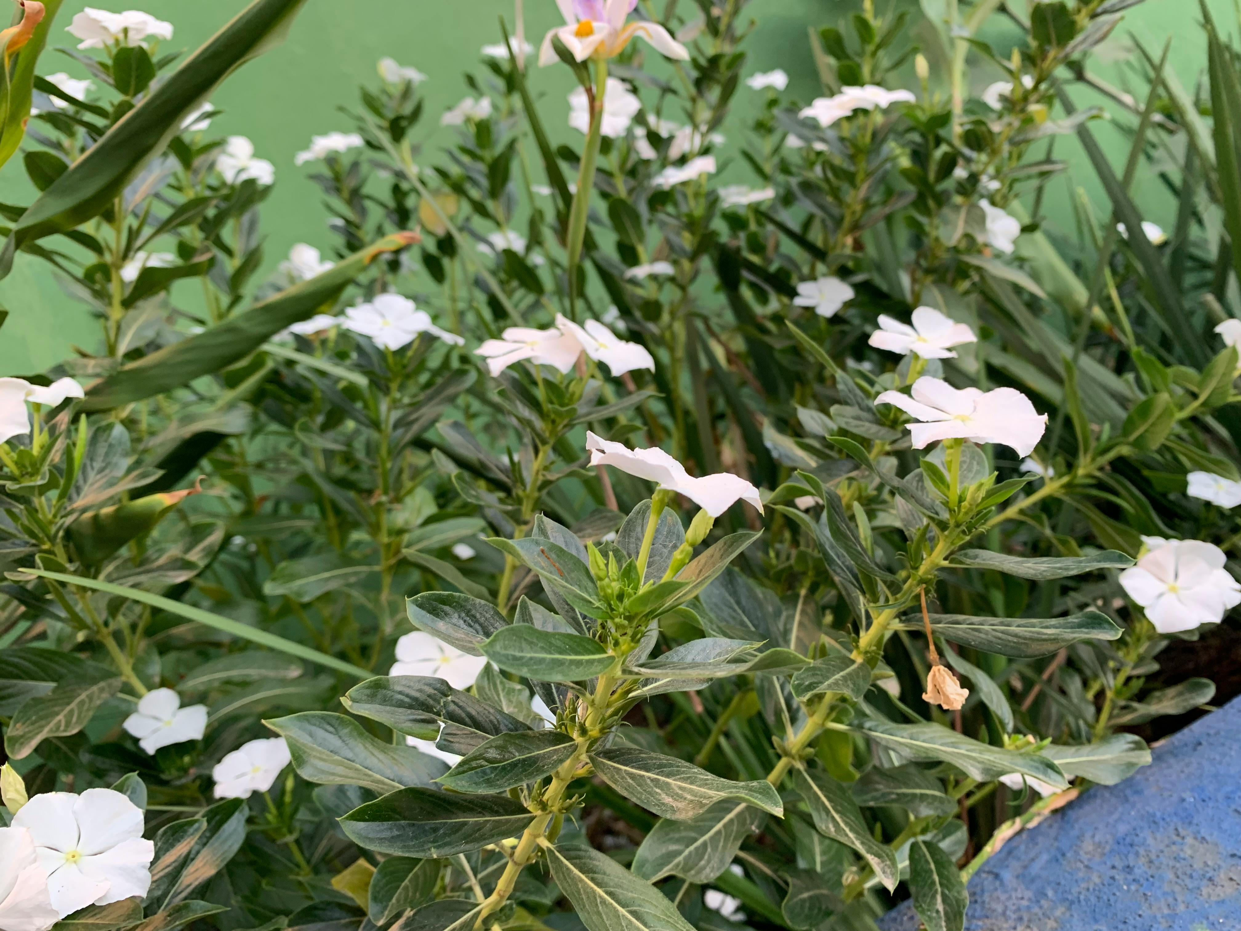 Leslie Duarte Castro - 写真