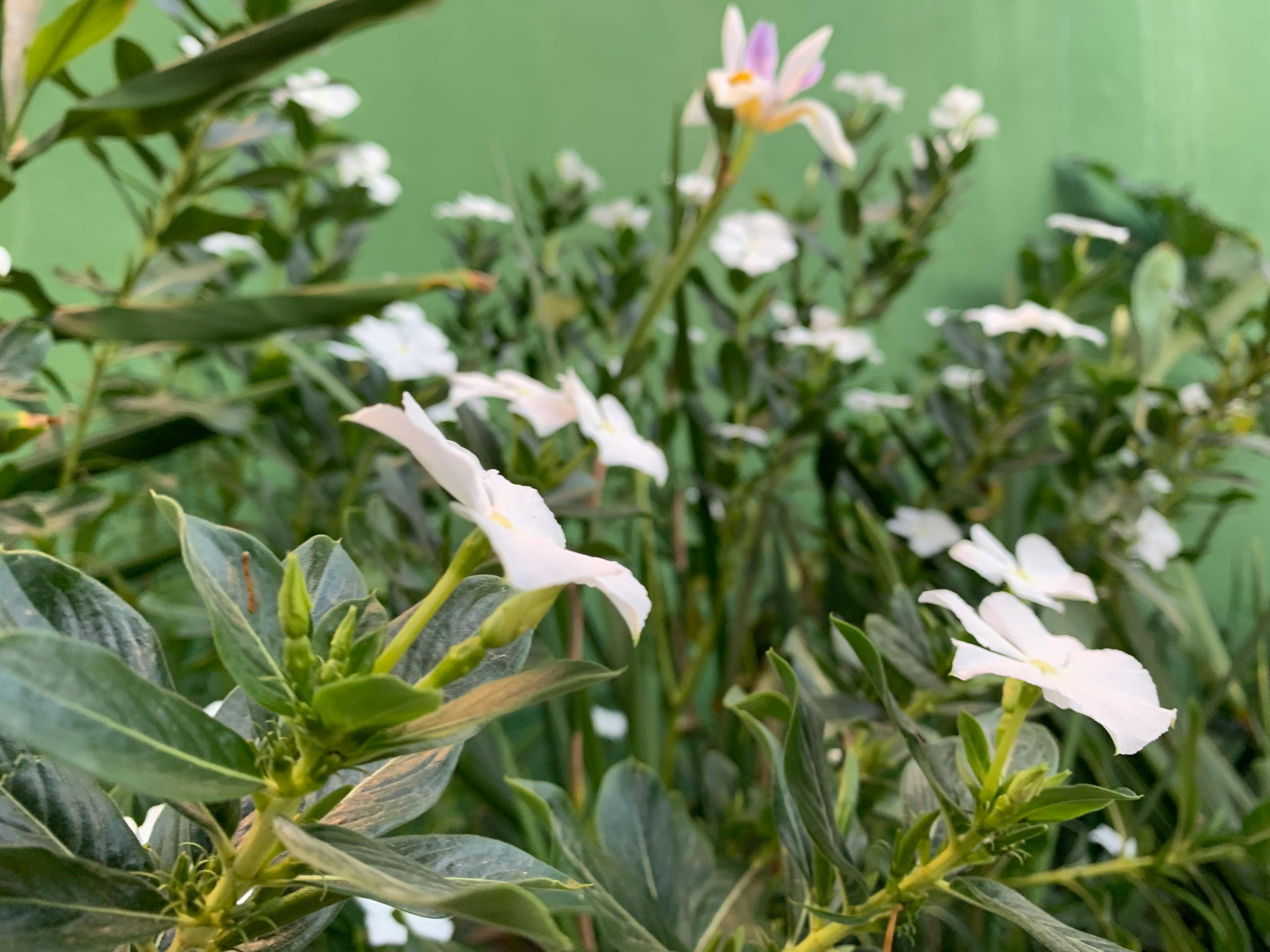 Leslie Duarte Castro - 写真