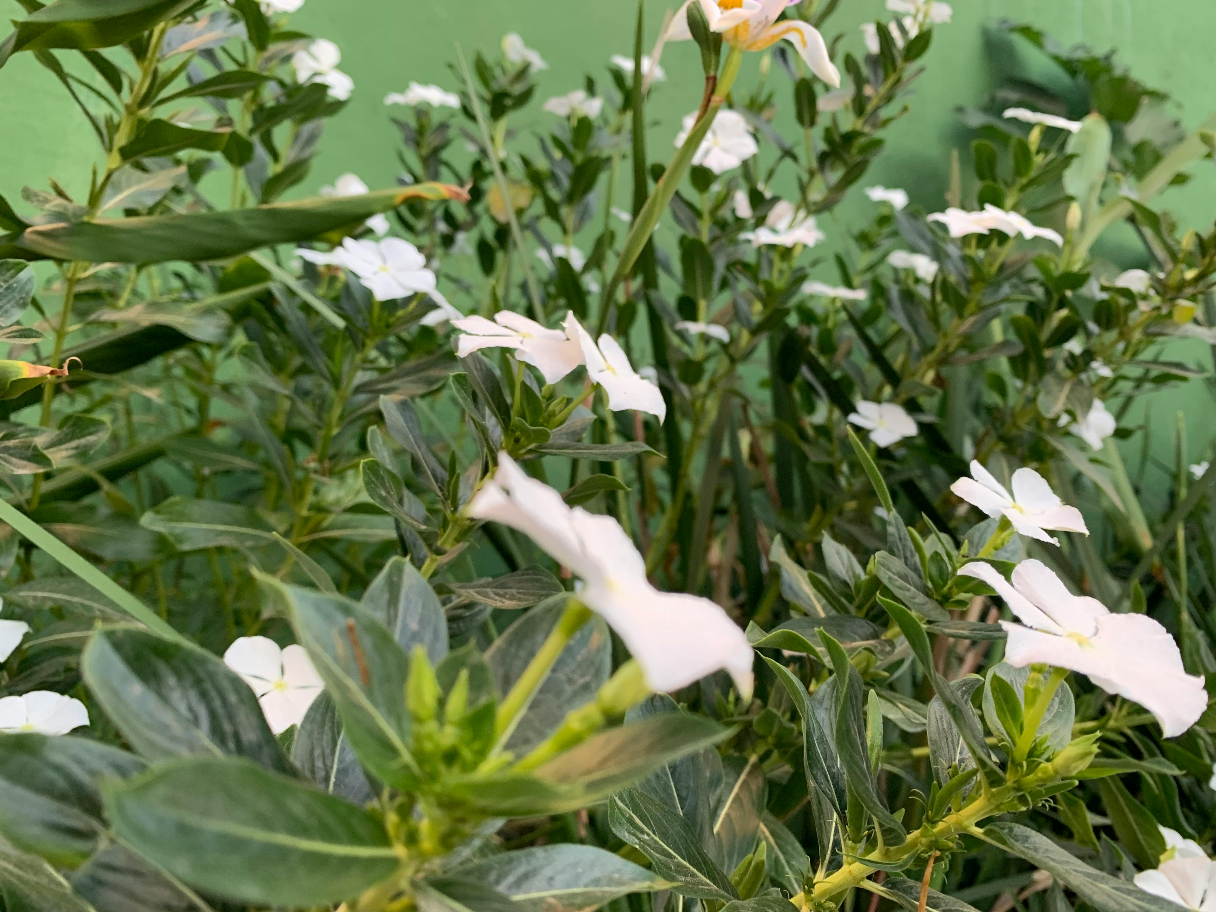 Leslie Duarte Castro - 写真