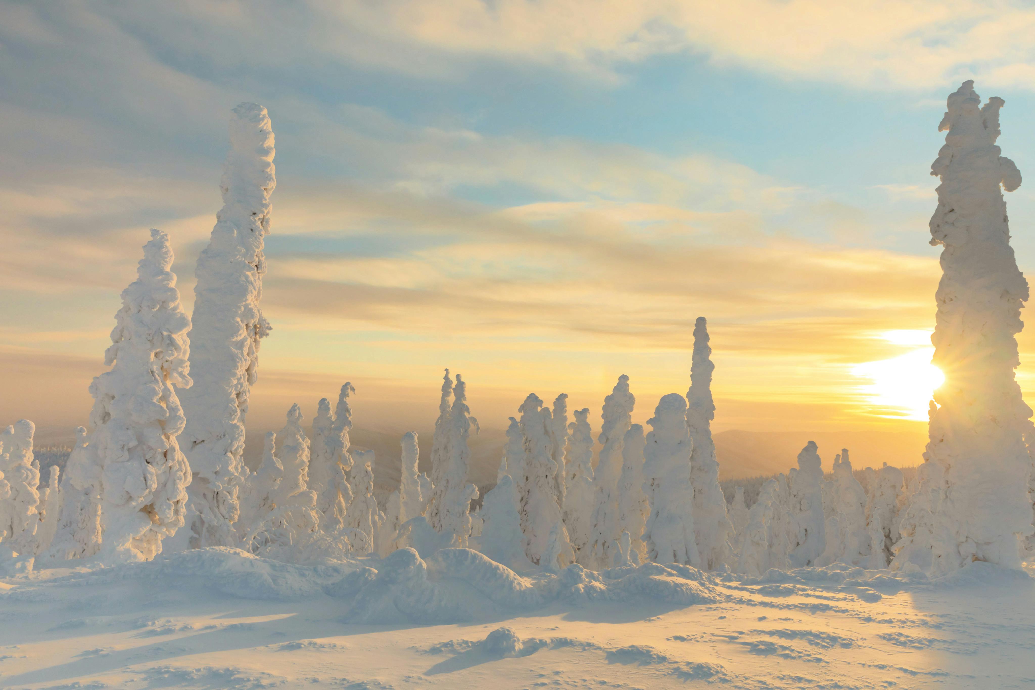 Snow around Trees · Free Stock Photo