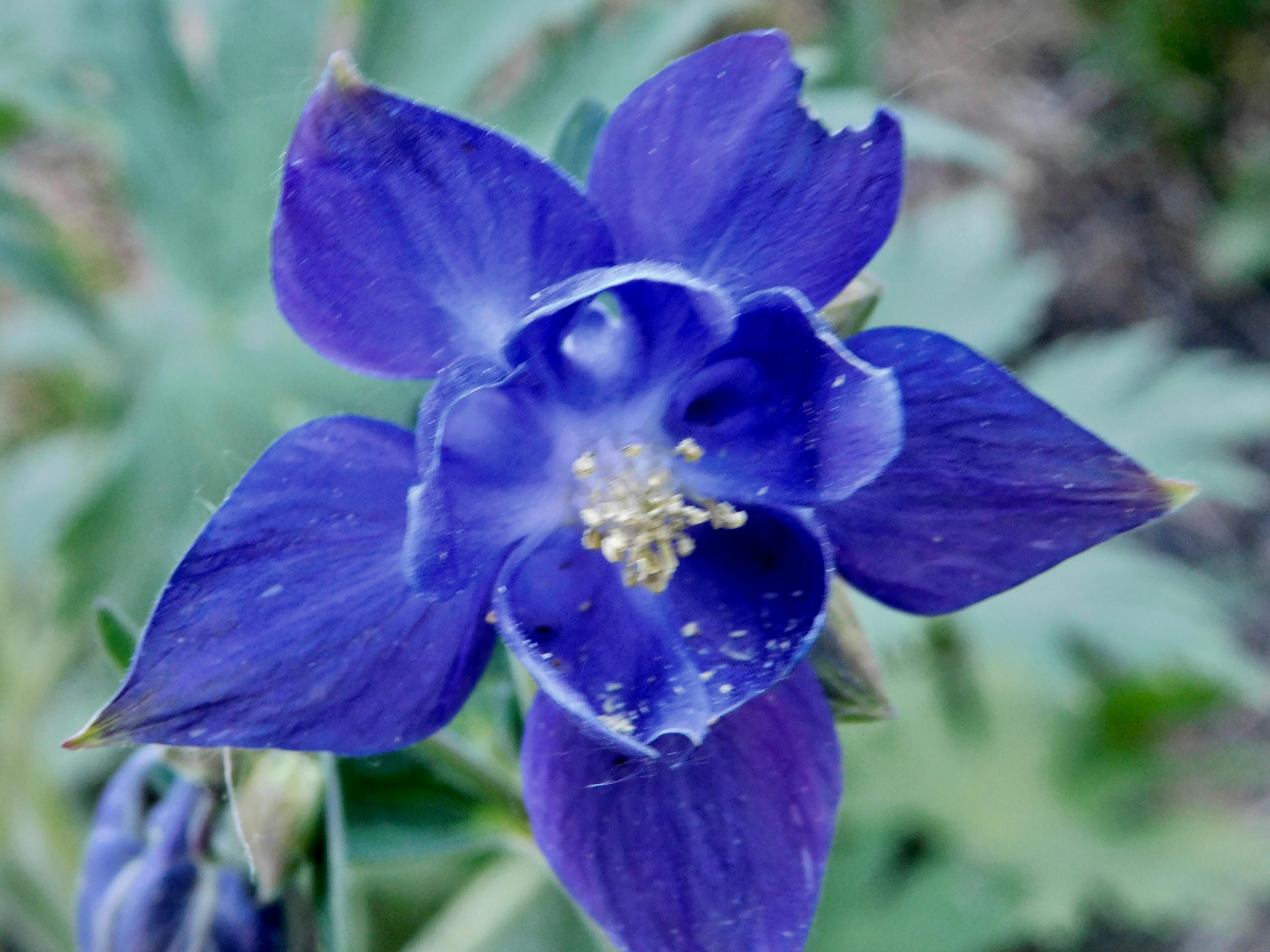 Free stock photo of blue bell flower, macro photography