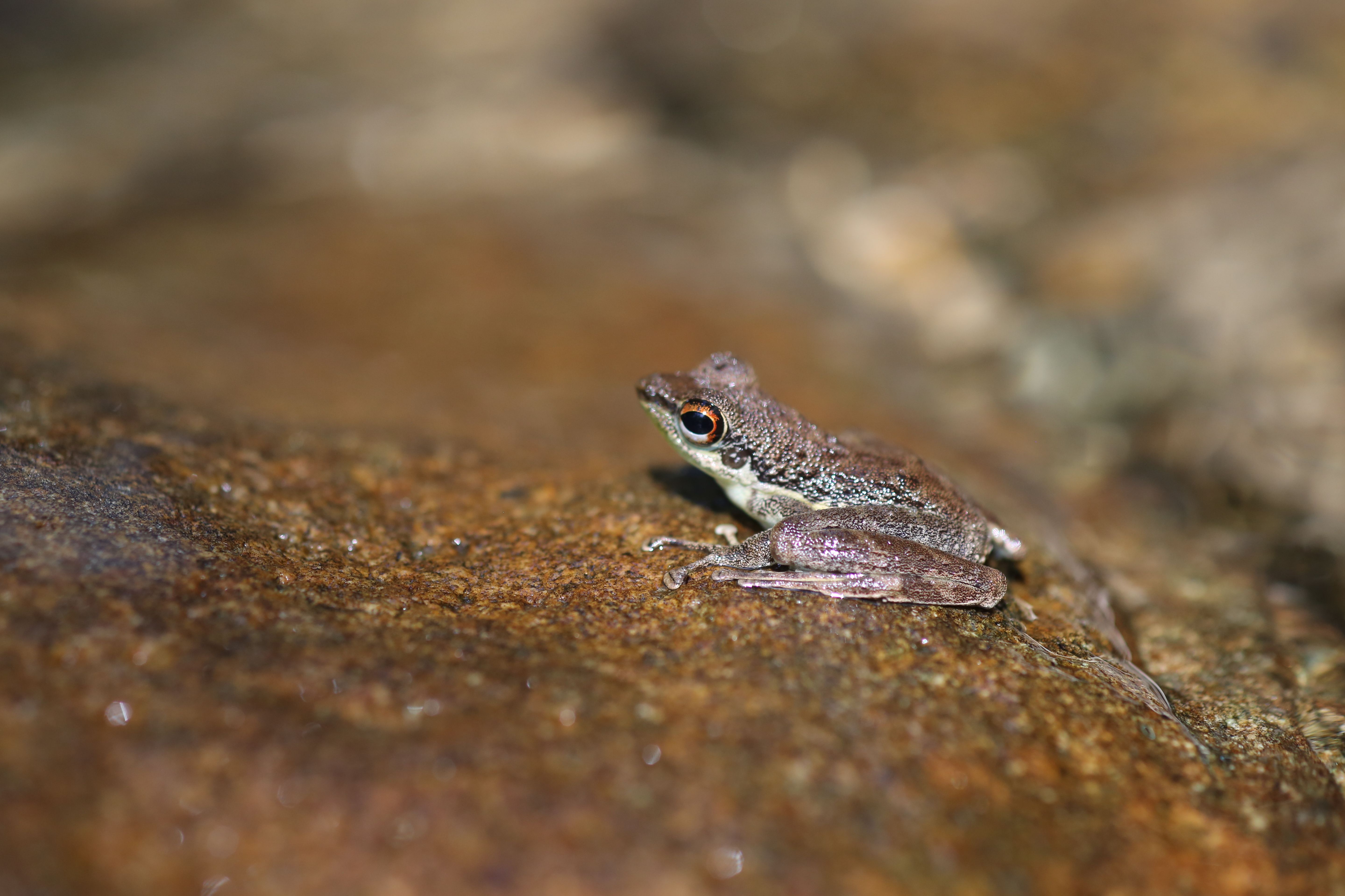 Frog Wallpaper Photos, Download The BEST Free Frog Wallpaper Stock ...
