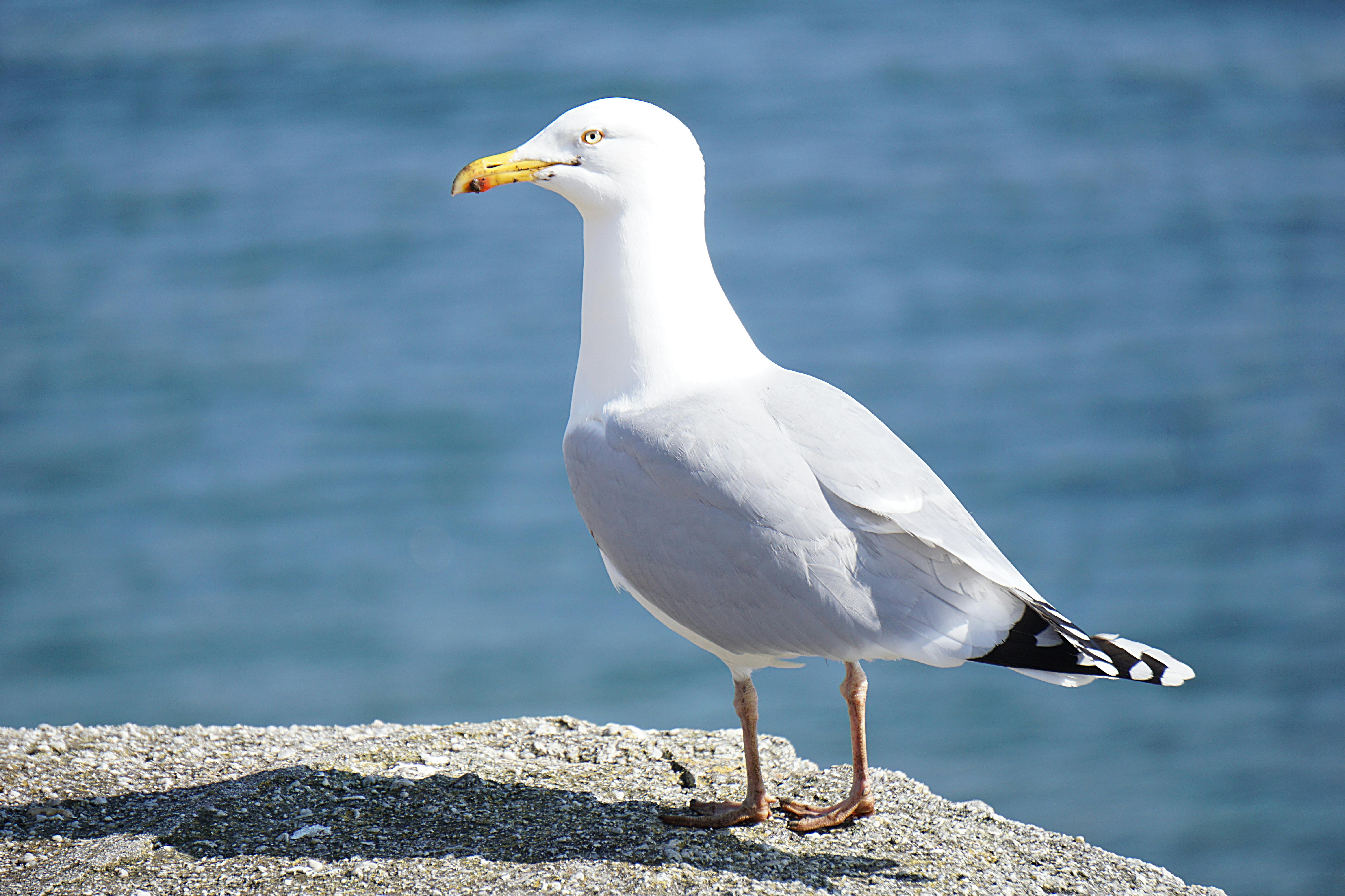Seagull Standing on Rock · Free Stock Photo