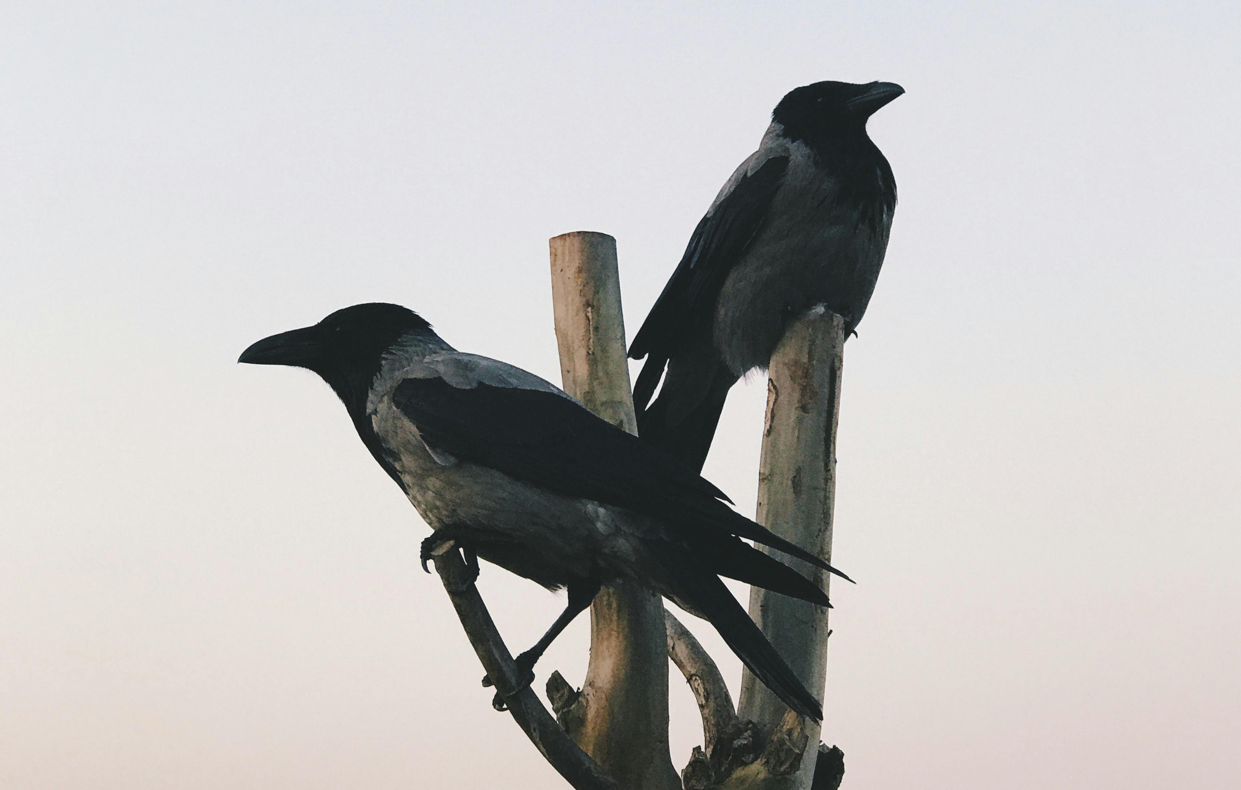 Crows Photos, Download The BEST Free Crows Stock Photos & HD Images