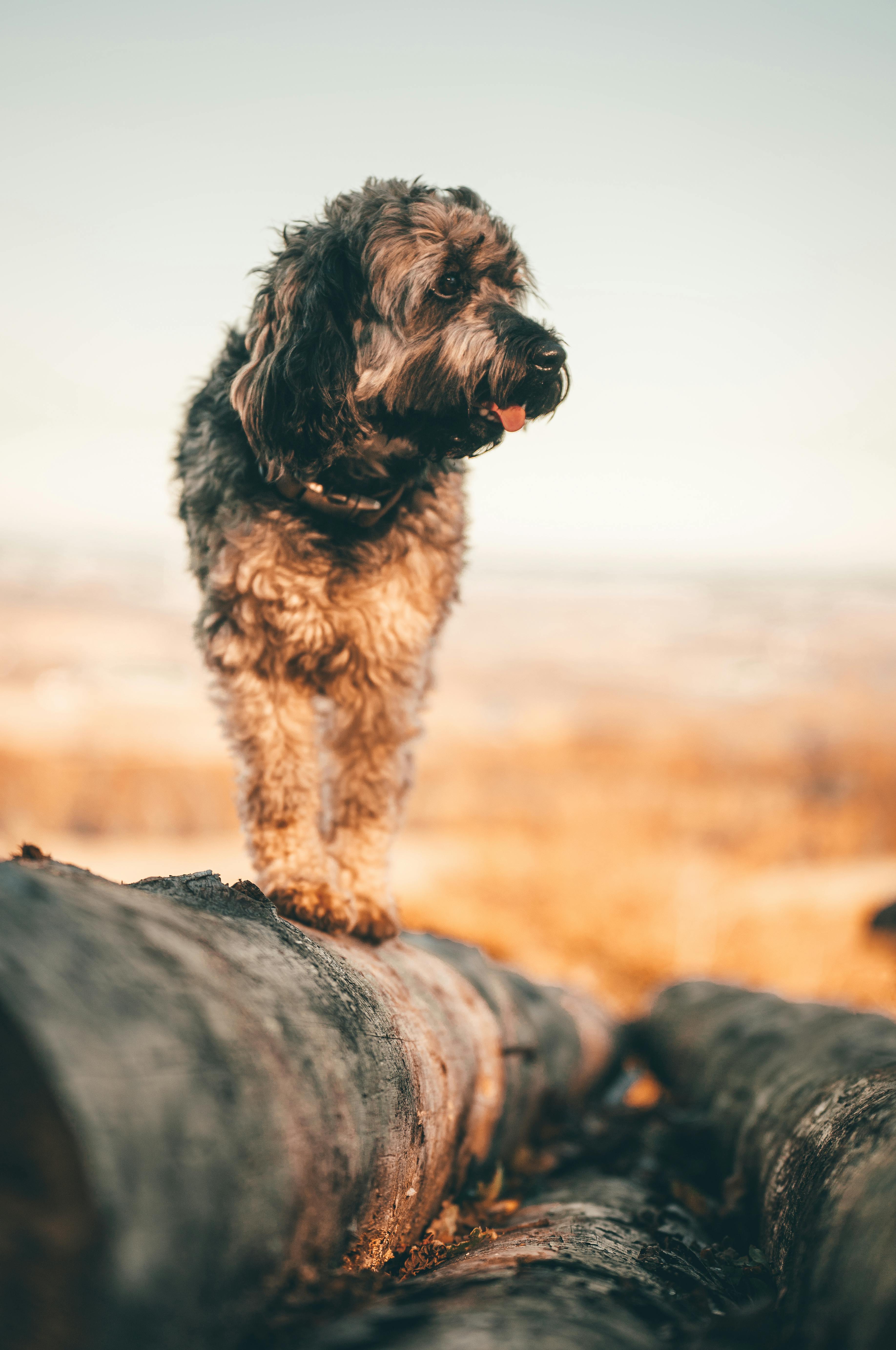 Photo of a Furry Dog · Free Stock Photo