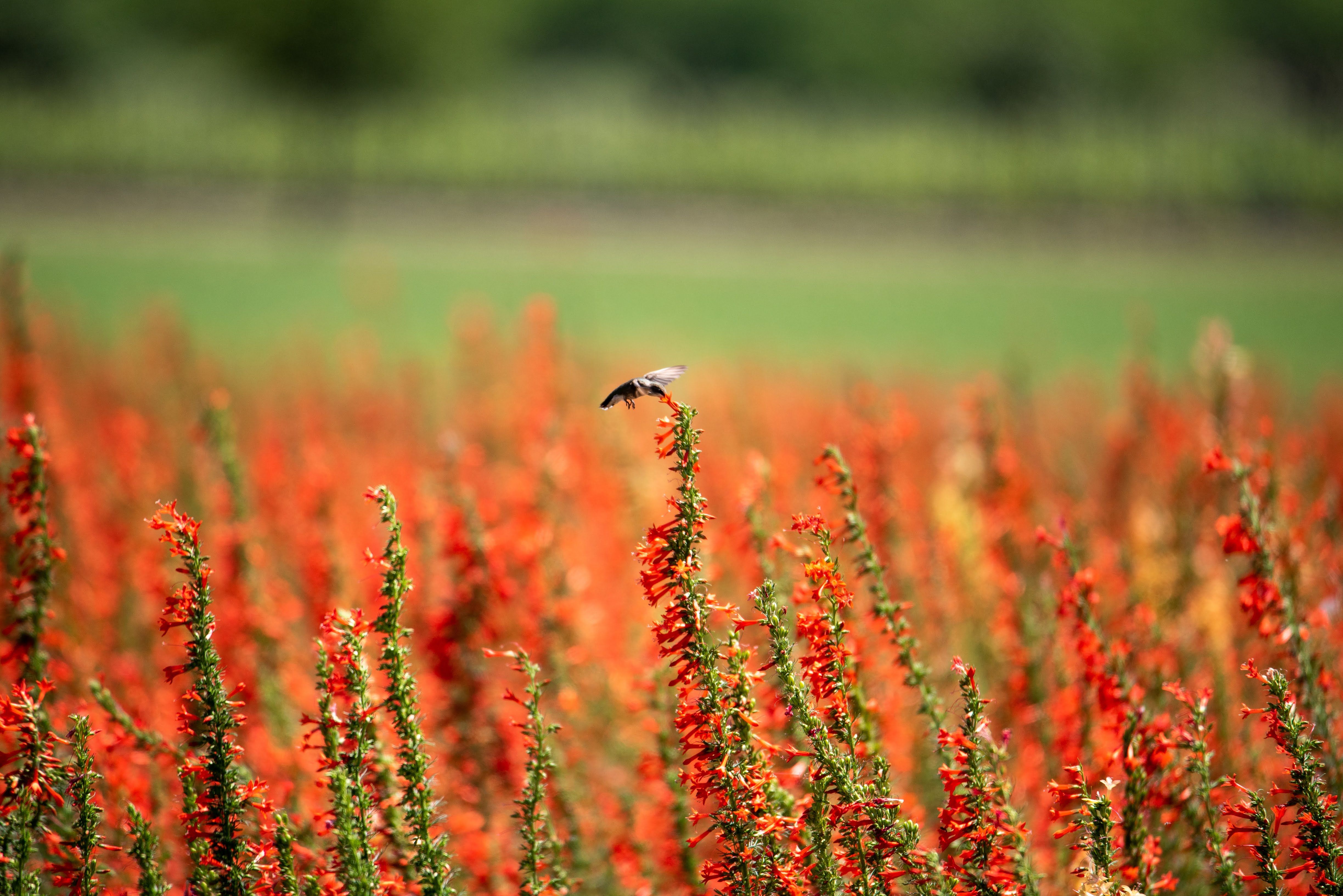 Brown Field · Free Stock Photo