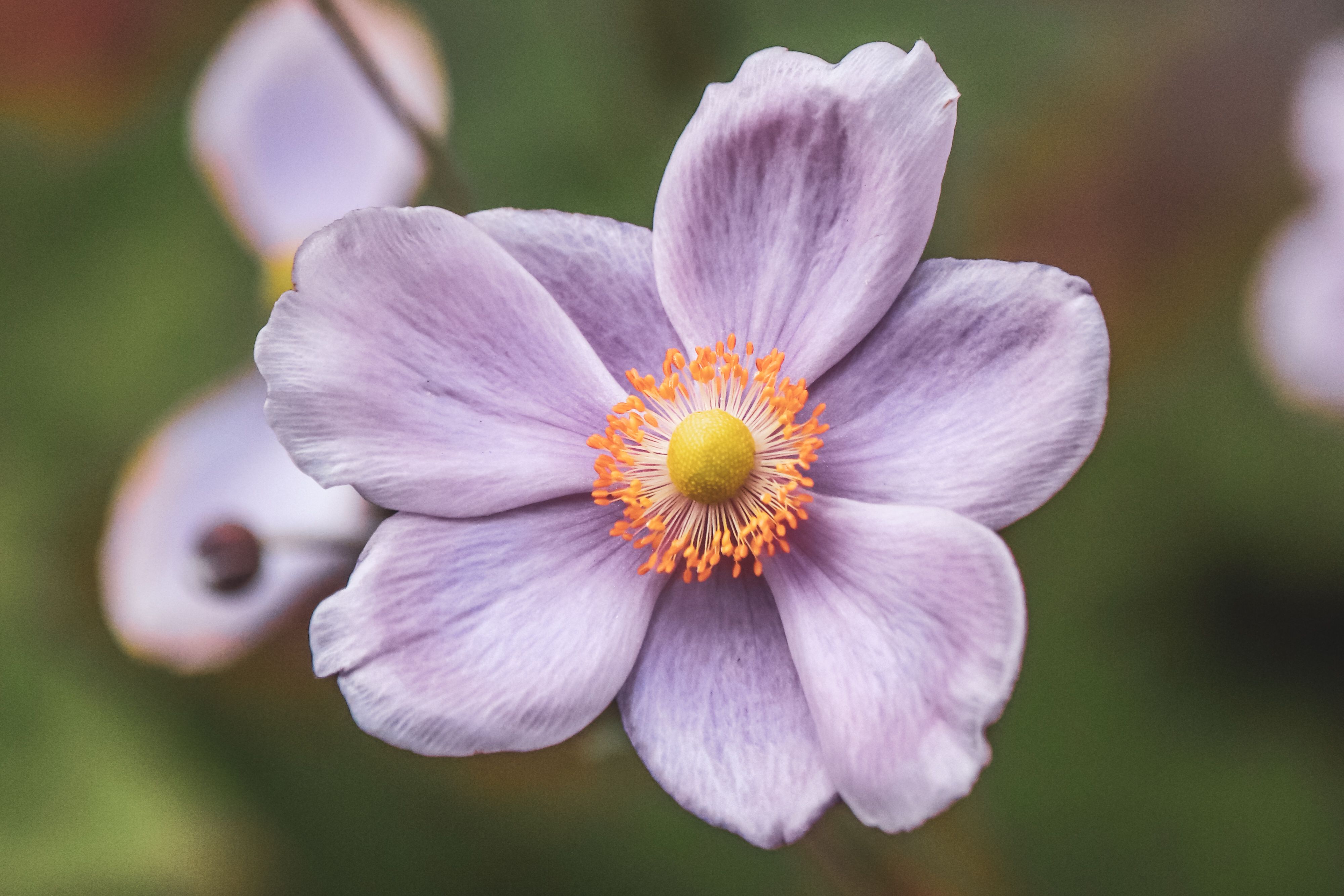 Beautiful Pink Anemone Flowers in Tilt Shift Lens · Free Stock Photo