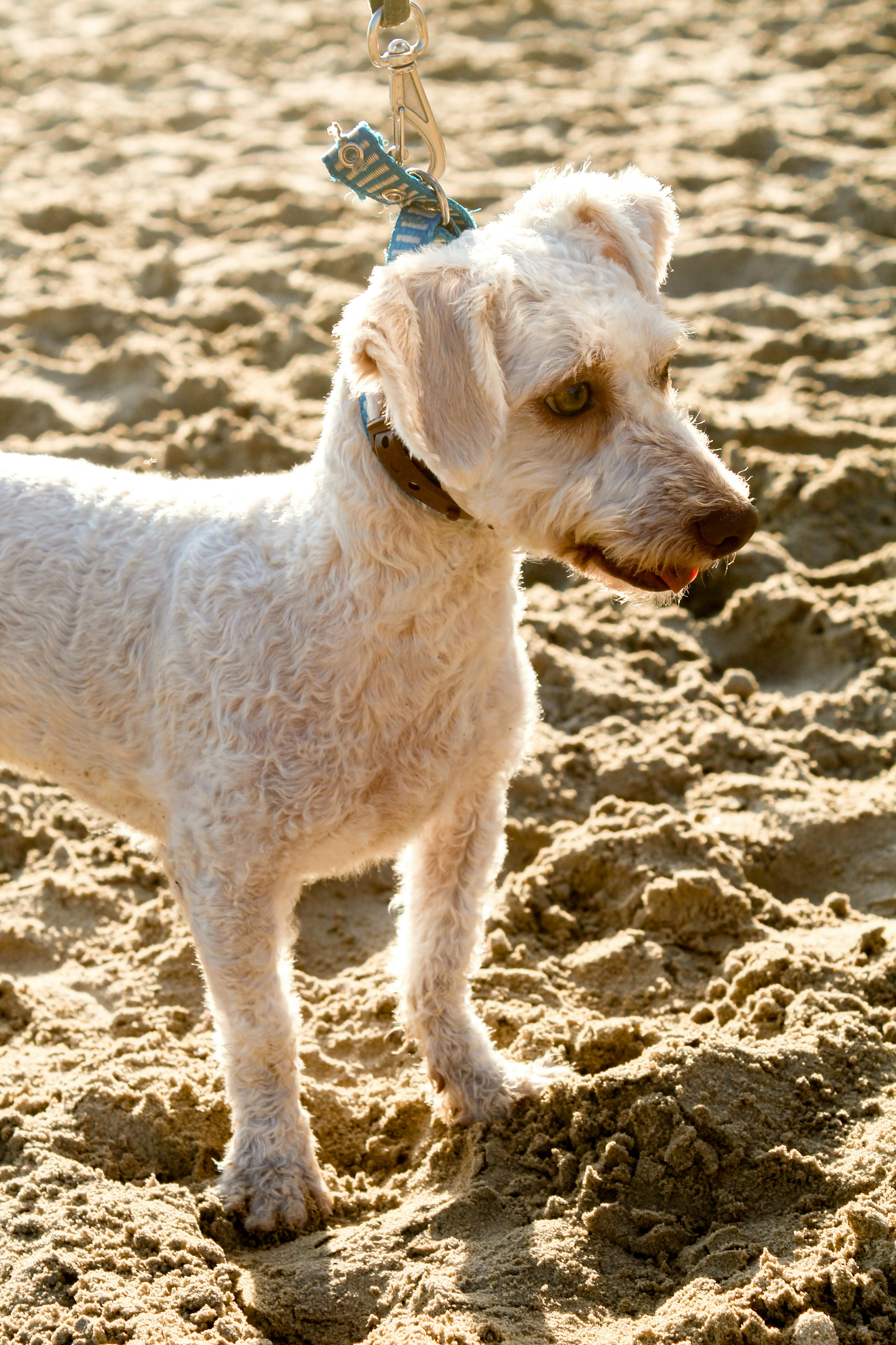White Terrier Dog on Sand · Free Stock Photo