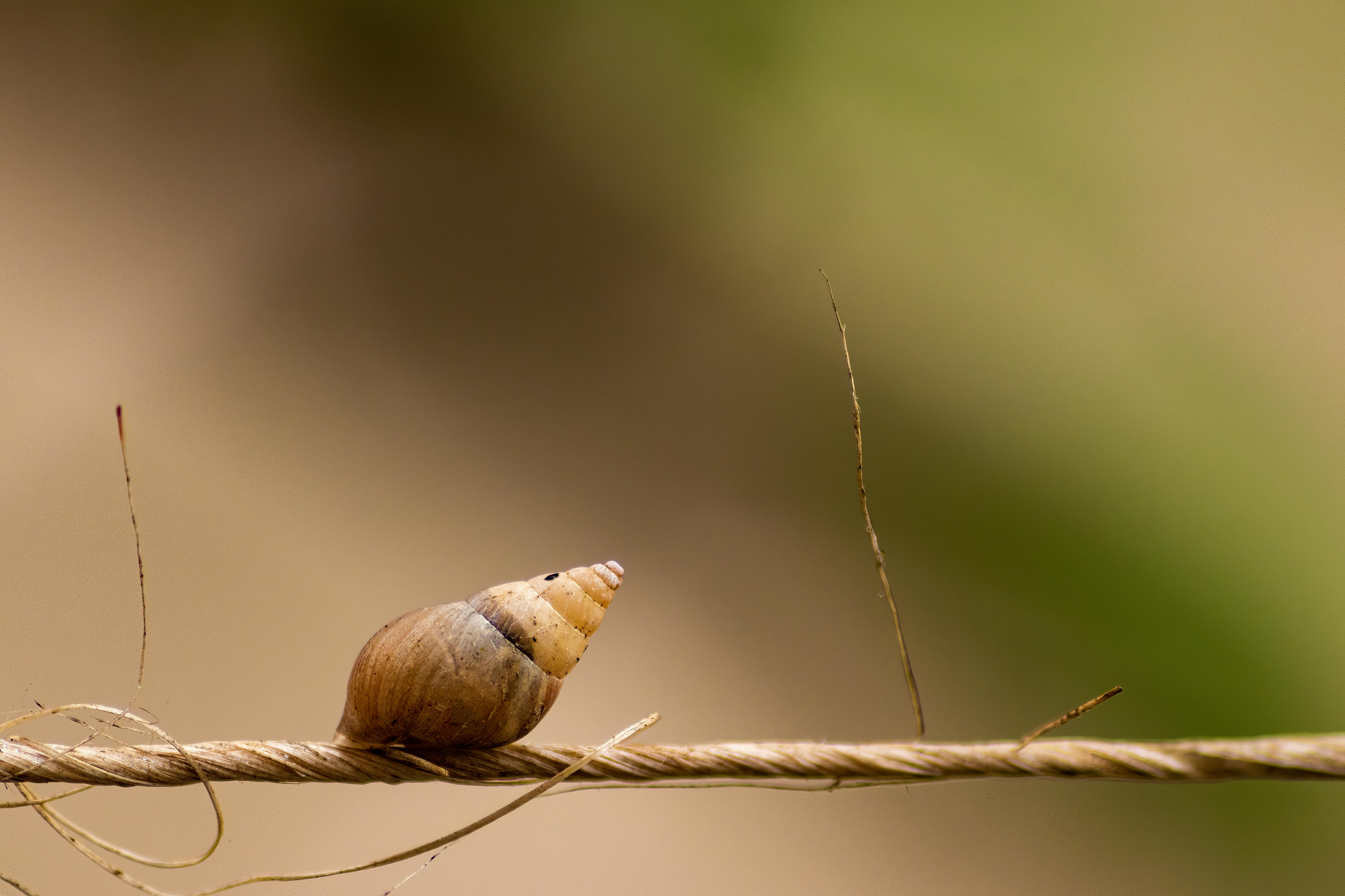 Seashells on Marble Surface · Free Stock Photo