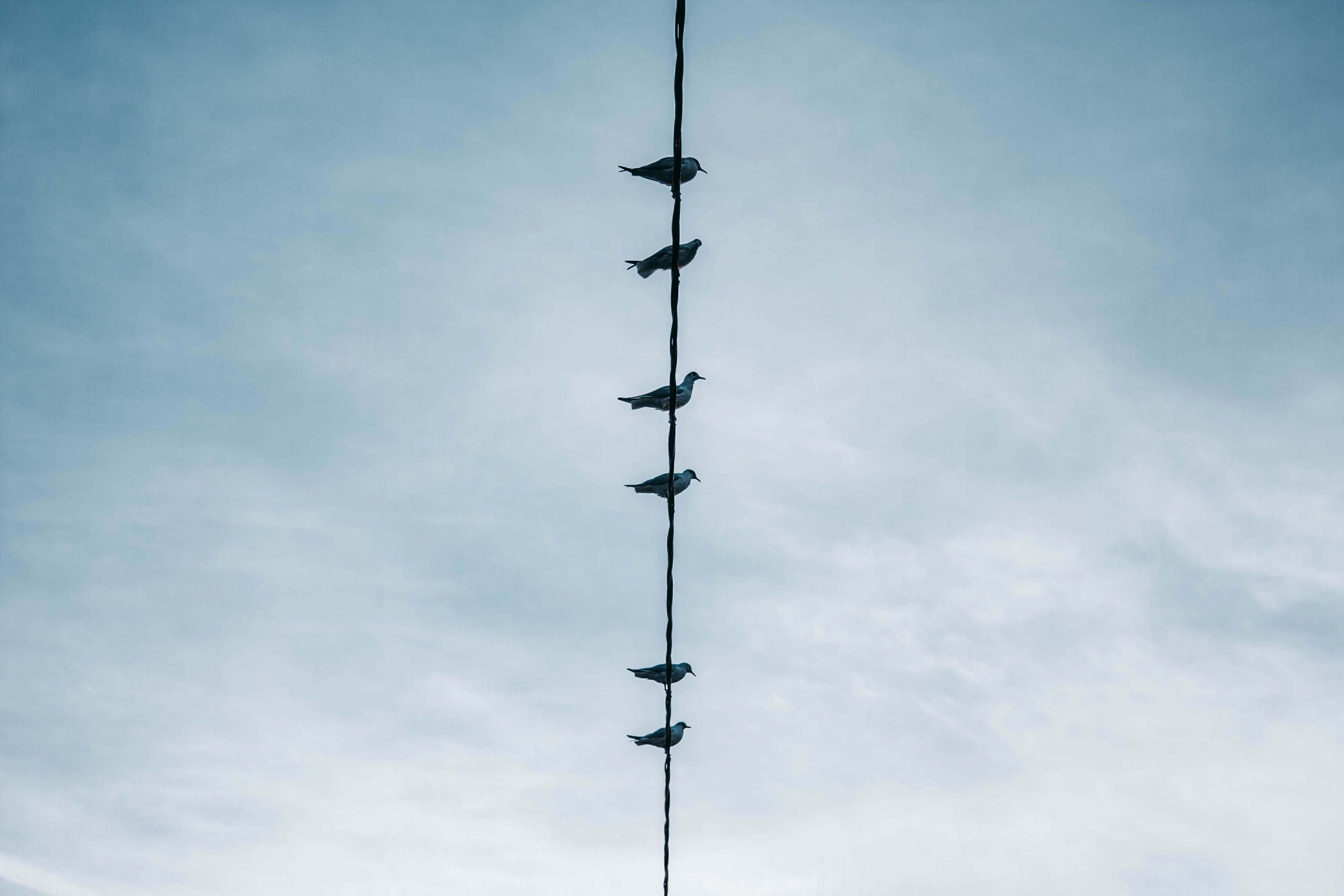 Black Birds Perched on Electric Wires · Free Stock Photo