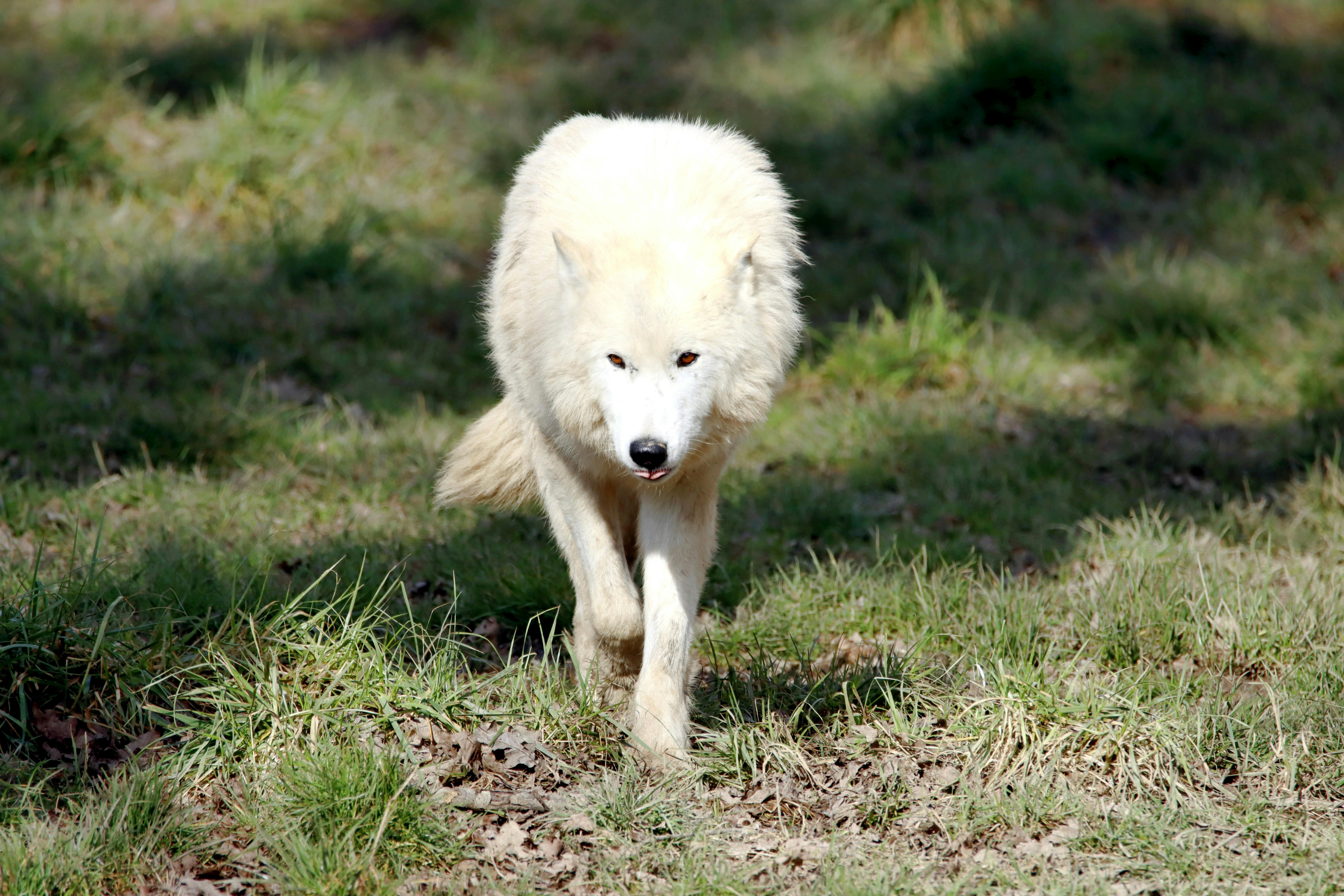 White Wolf Photos, Download The BEST Free White Wolf Stock Photos & HD ...