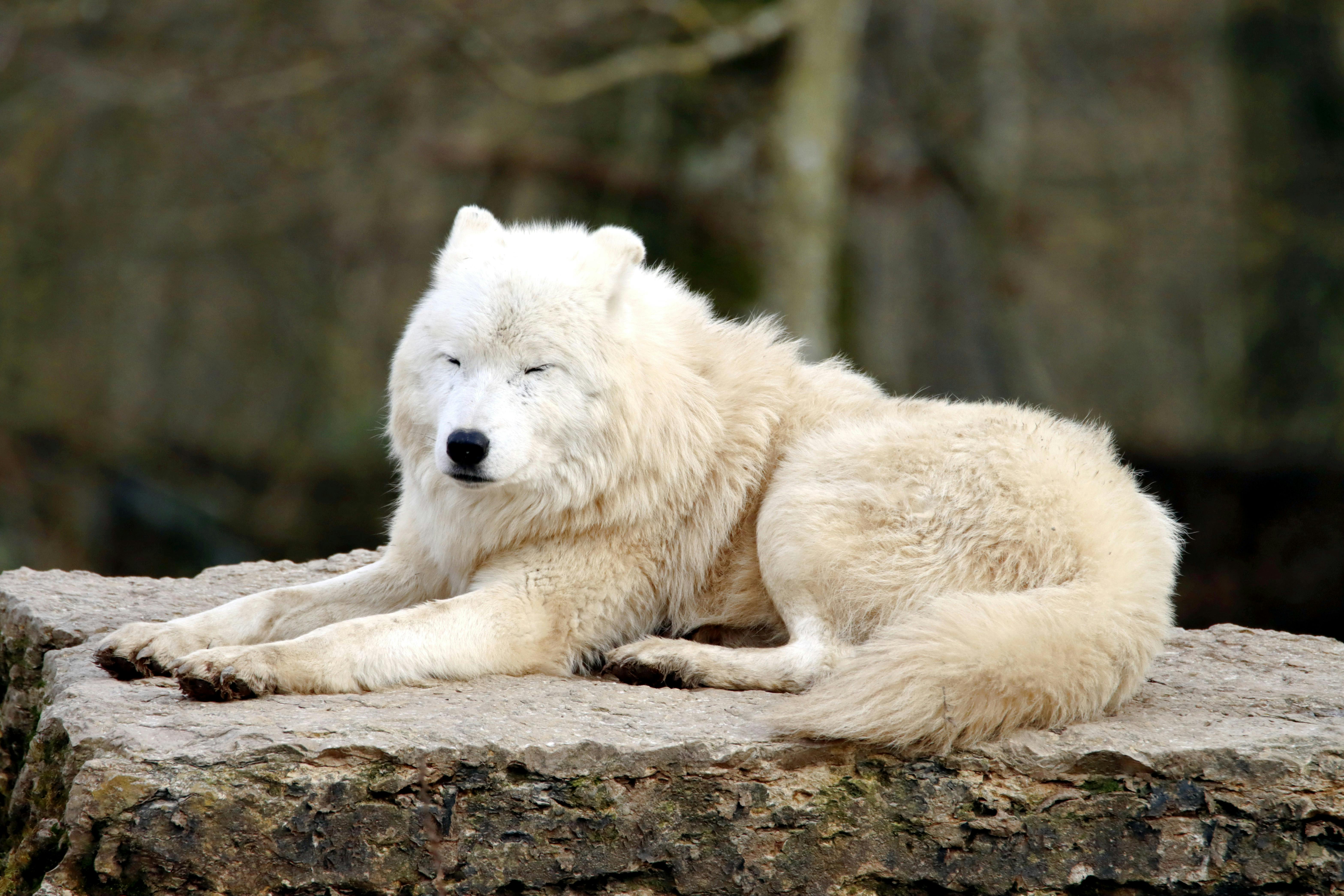 White Wolf Lying Down