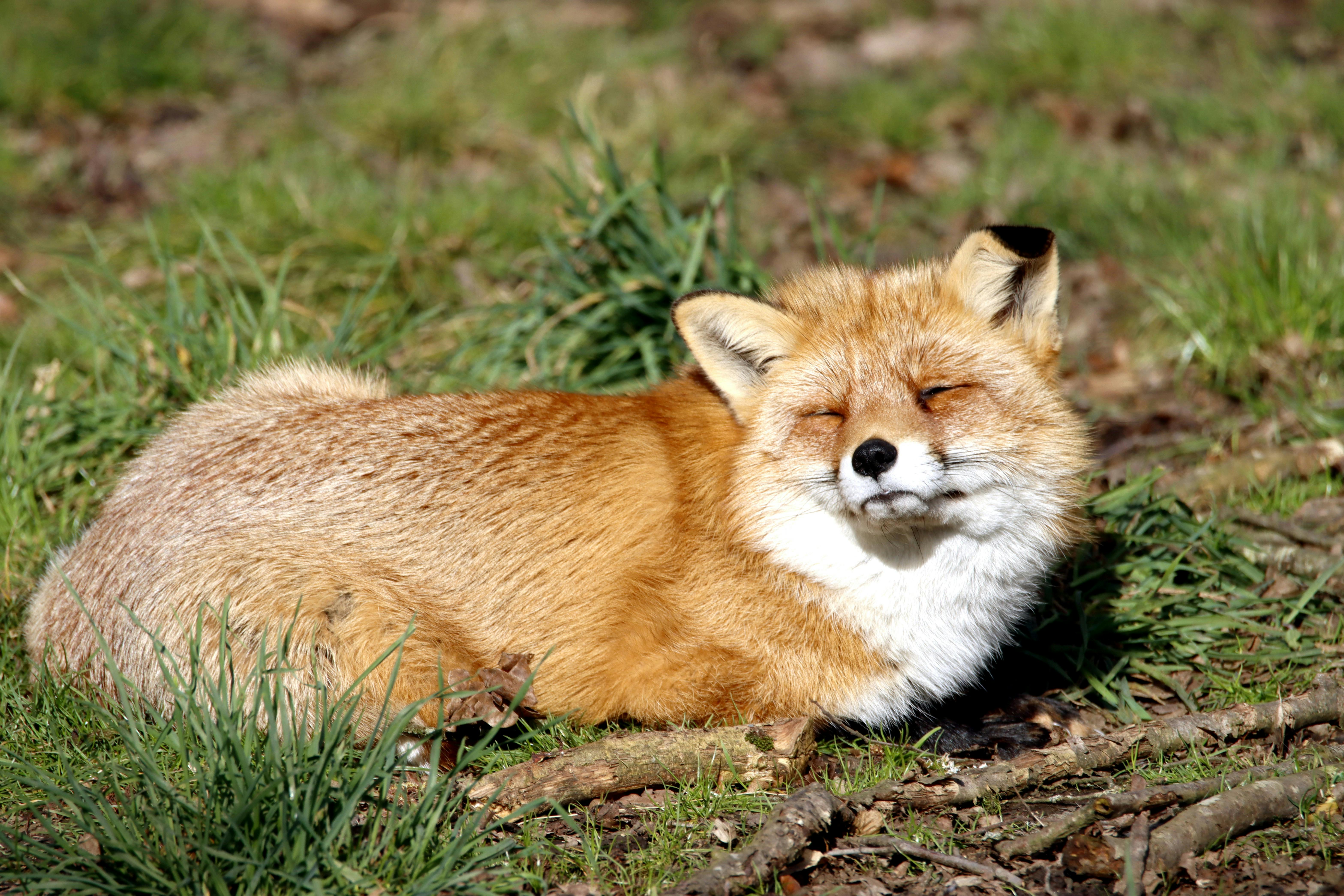 Fox Face Photos, Download The BEST Free Fox Face Stock Photos & HD Images