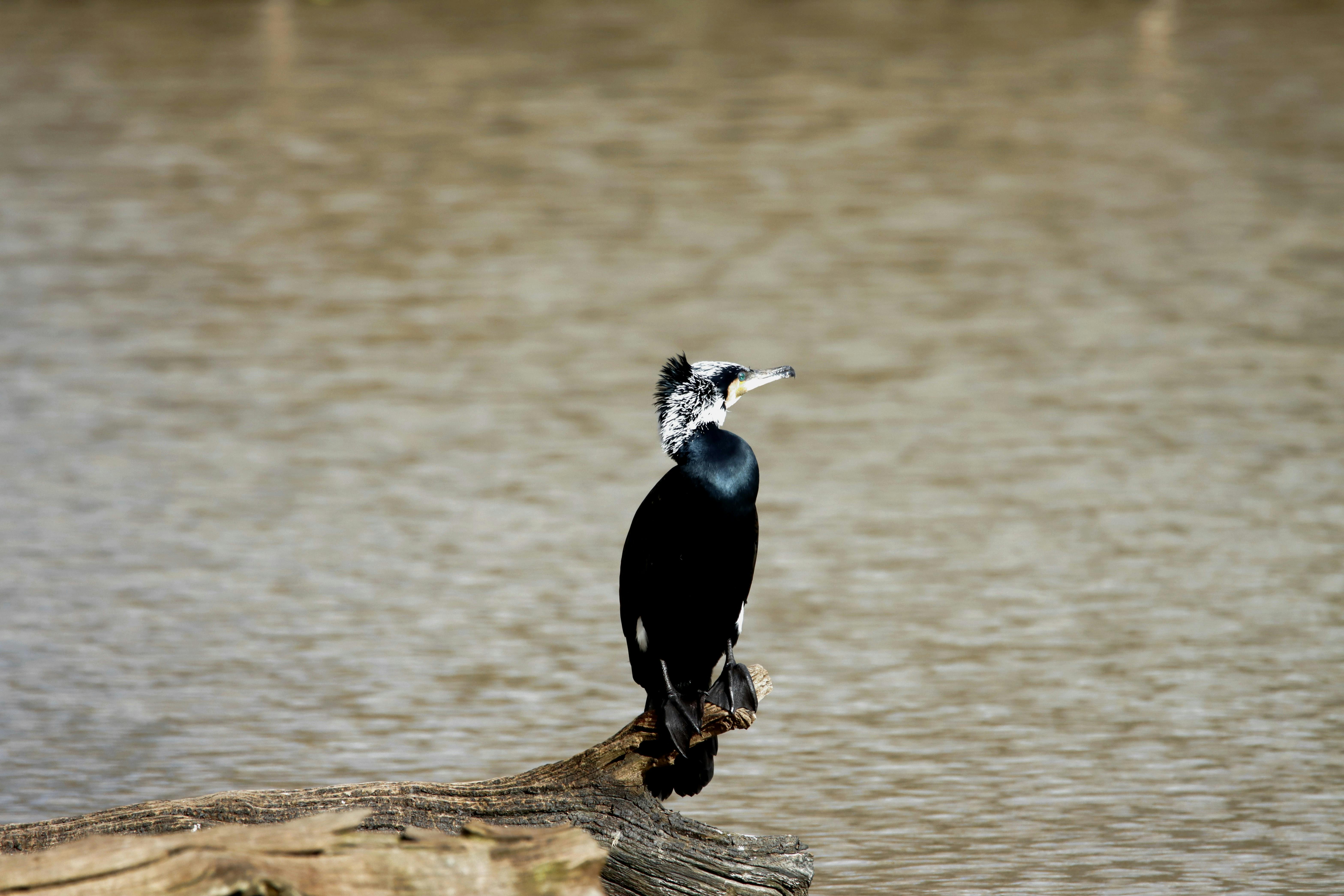 Cormorant Colony on Alcatraz Island · Free Stock Photo