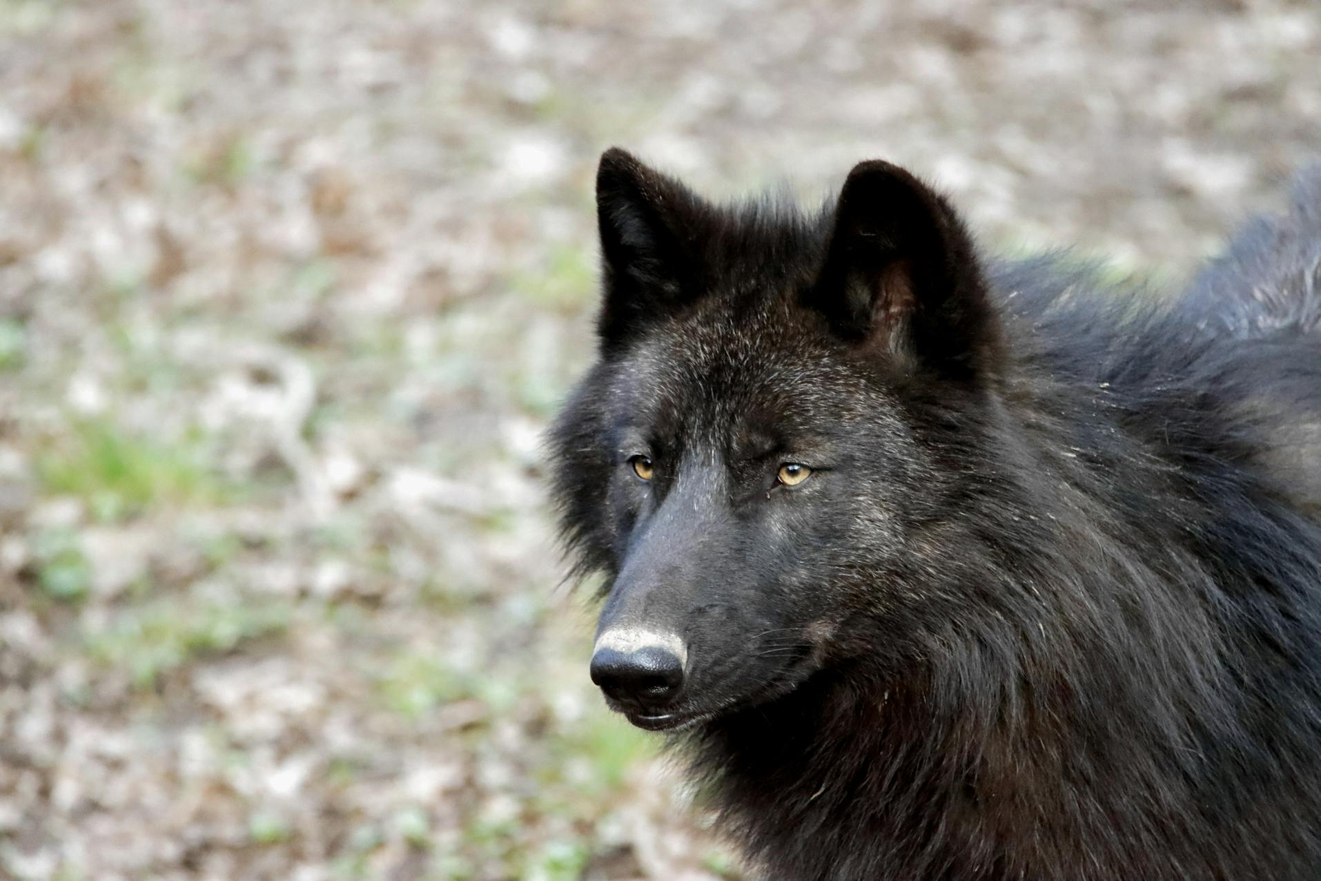 Alaskan Tundra Wolf: Habitat, Range, and Survival Guide