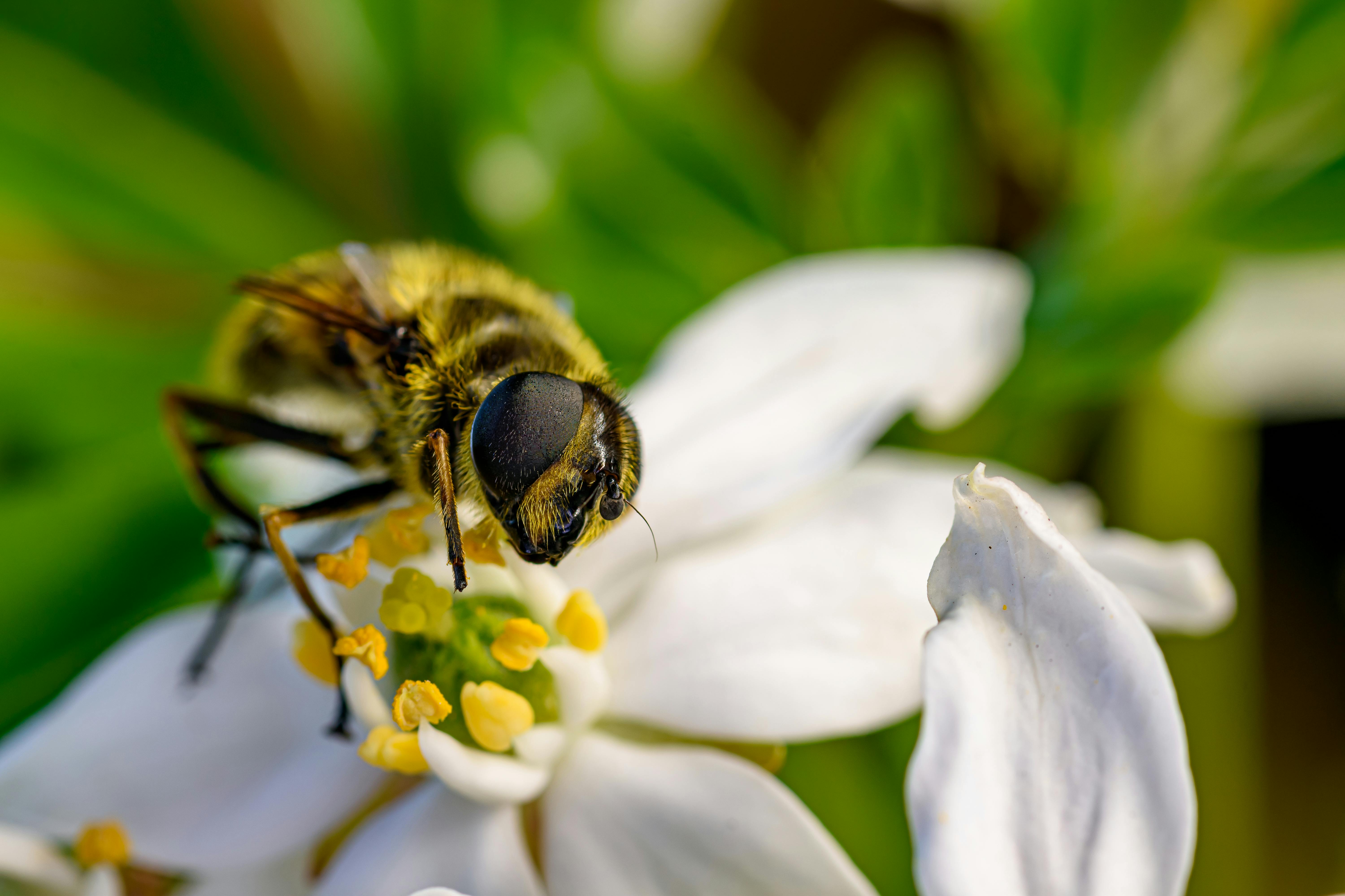 Bee on White Flower · Free Stock Photo