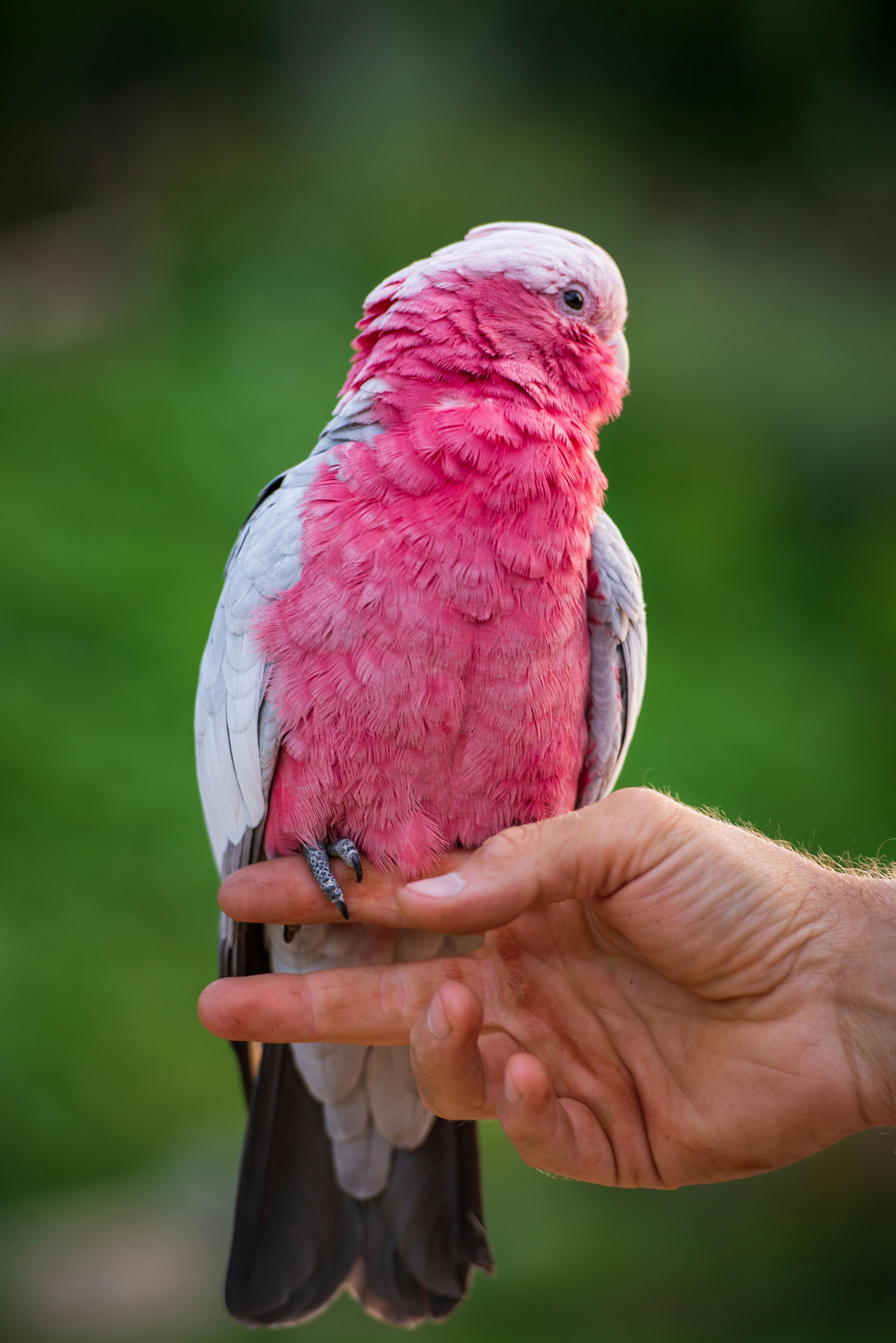 A Galah Perched on a Person's Hands · Free Stock Photo