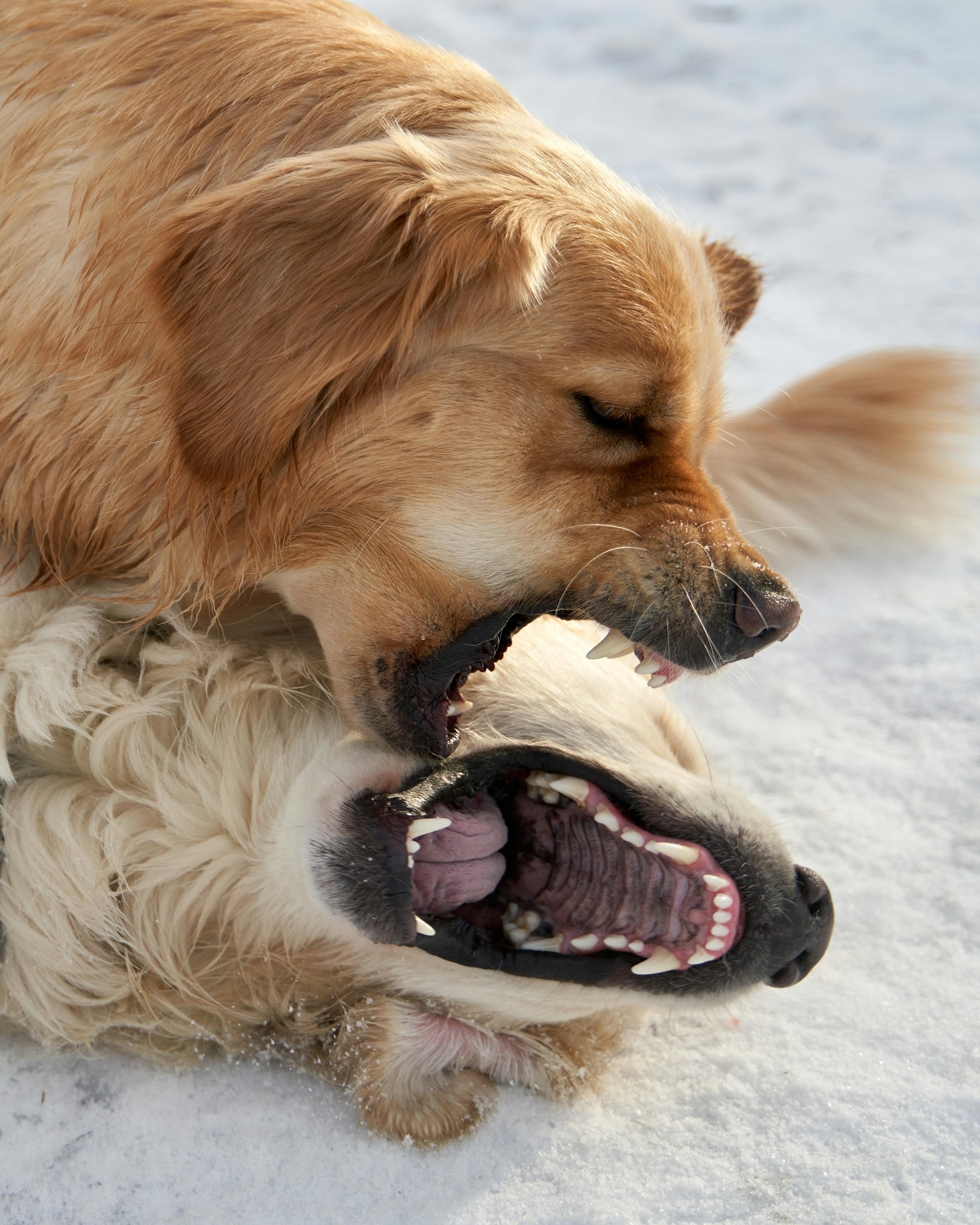 Photo of Golden Retriever Dogs Play Fighting · Free Stock Photo