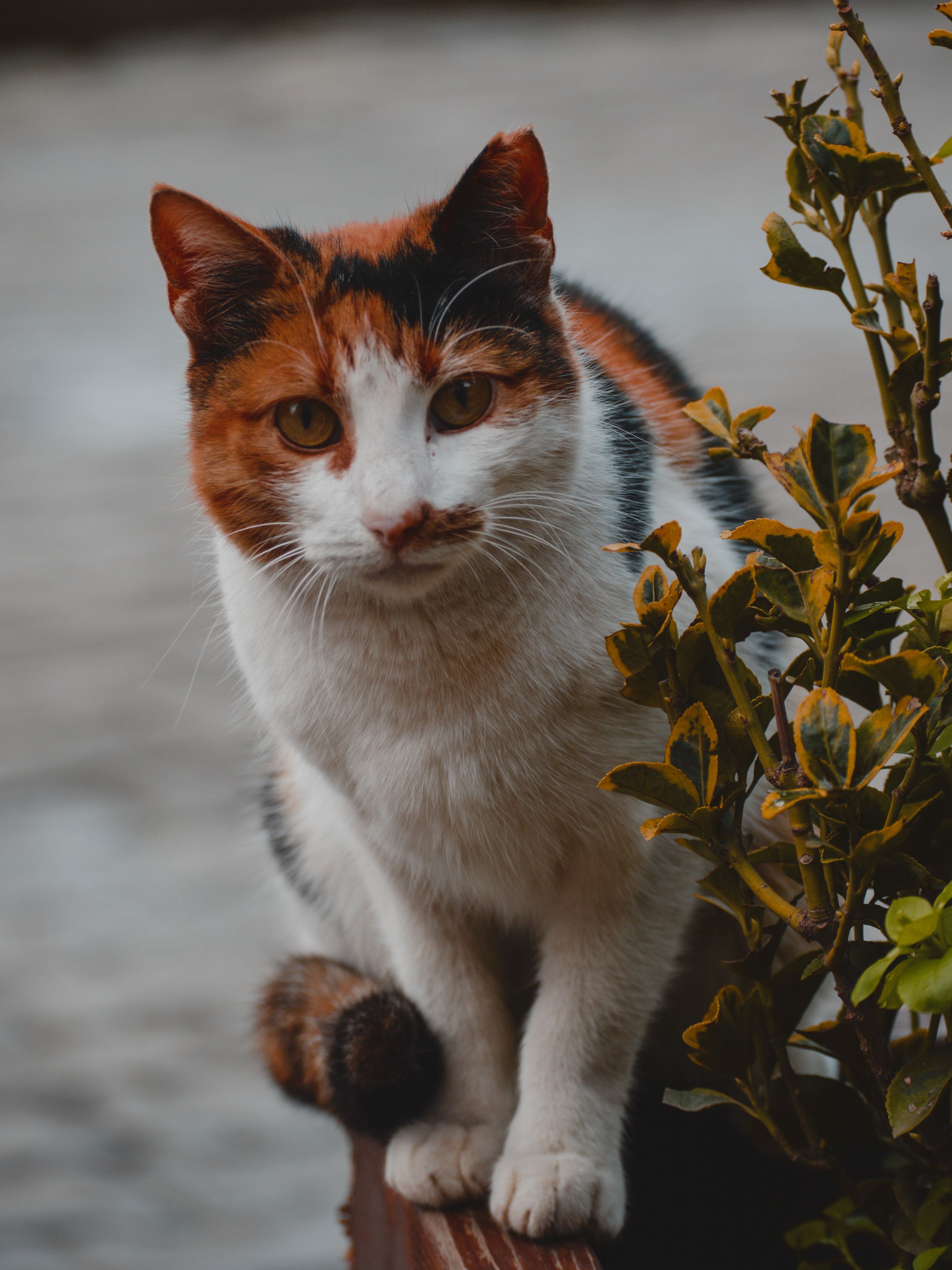 Calico Cat Walking on a Street · Free Stock Photo