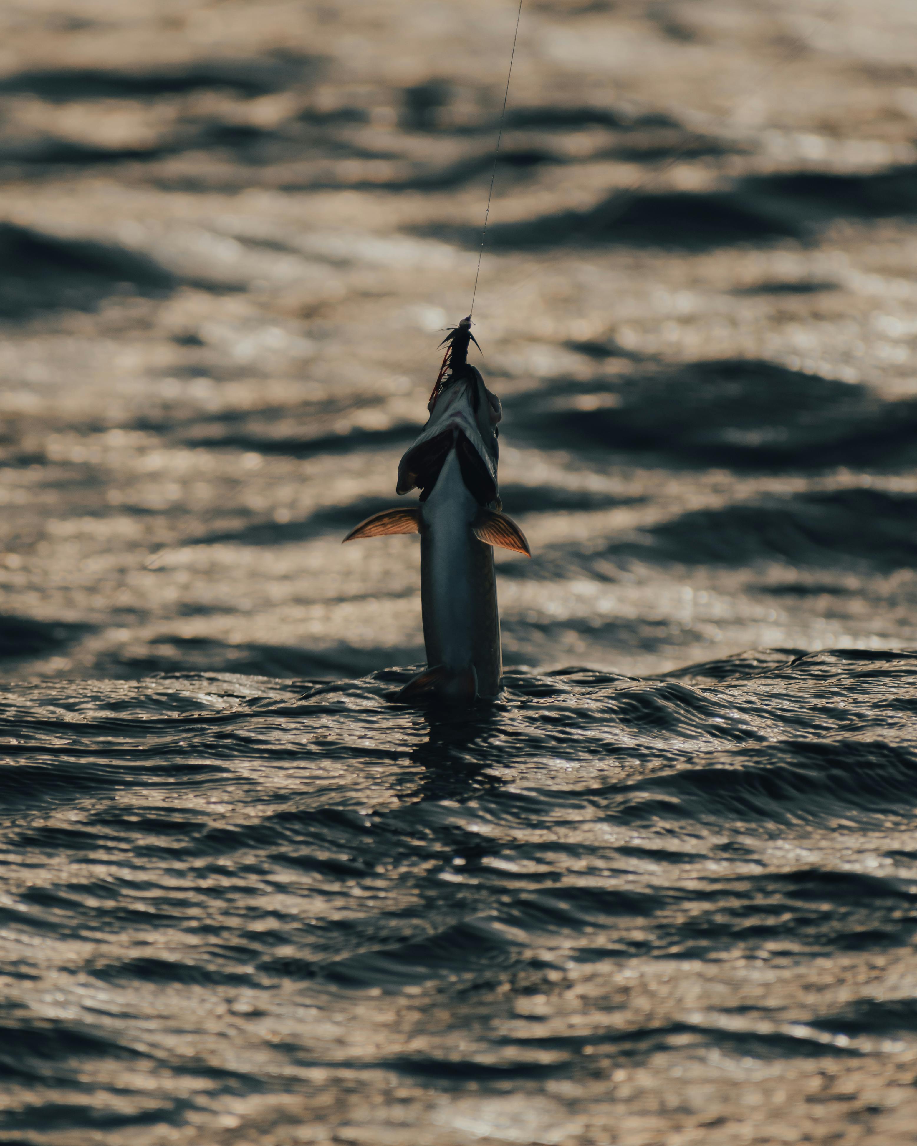 Fish Caught on Hook · Free Stock Photo