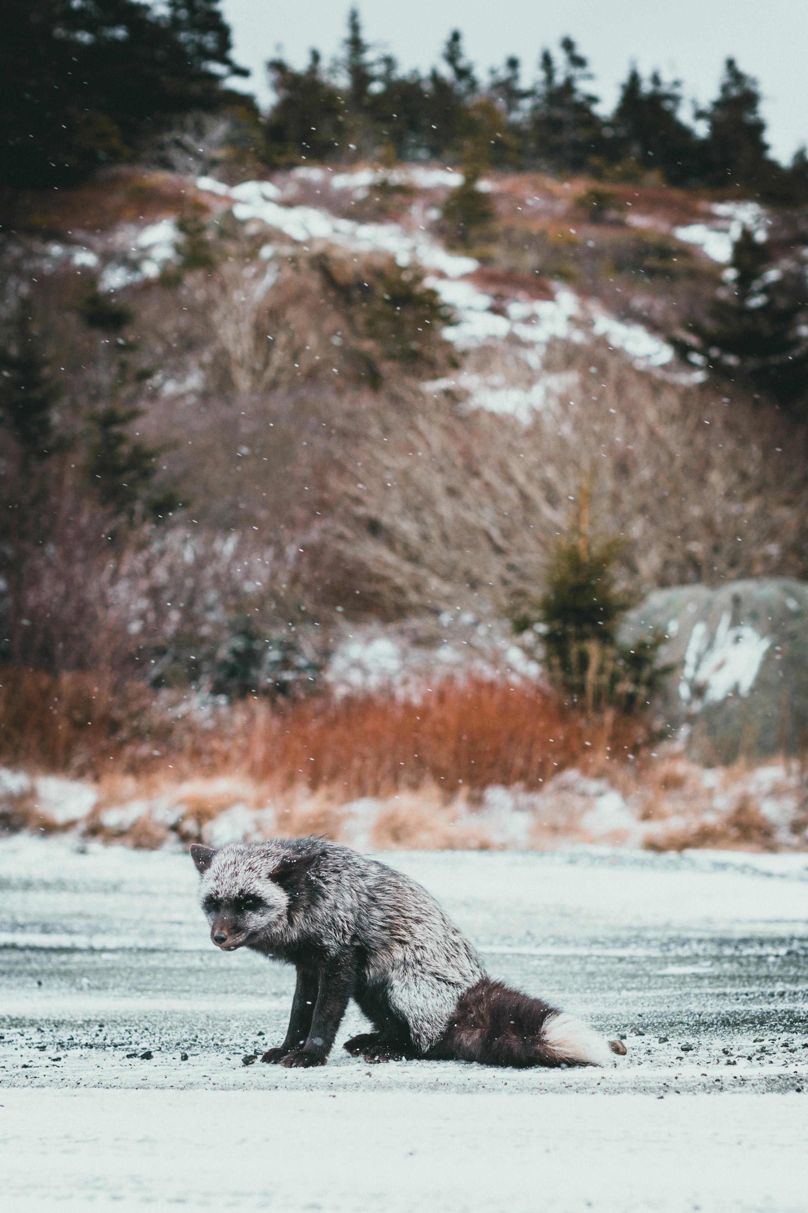 Photo of a Silver Fox during Winter · Free Stock Photo