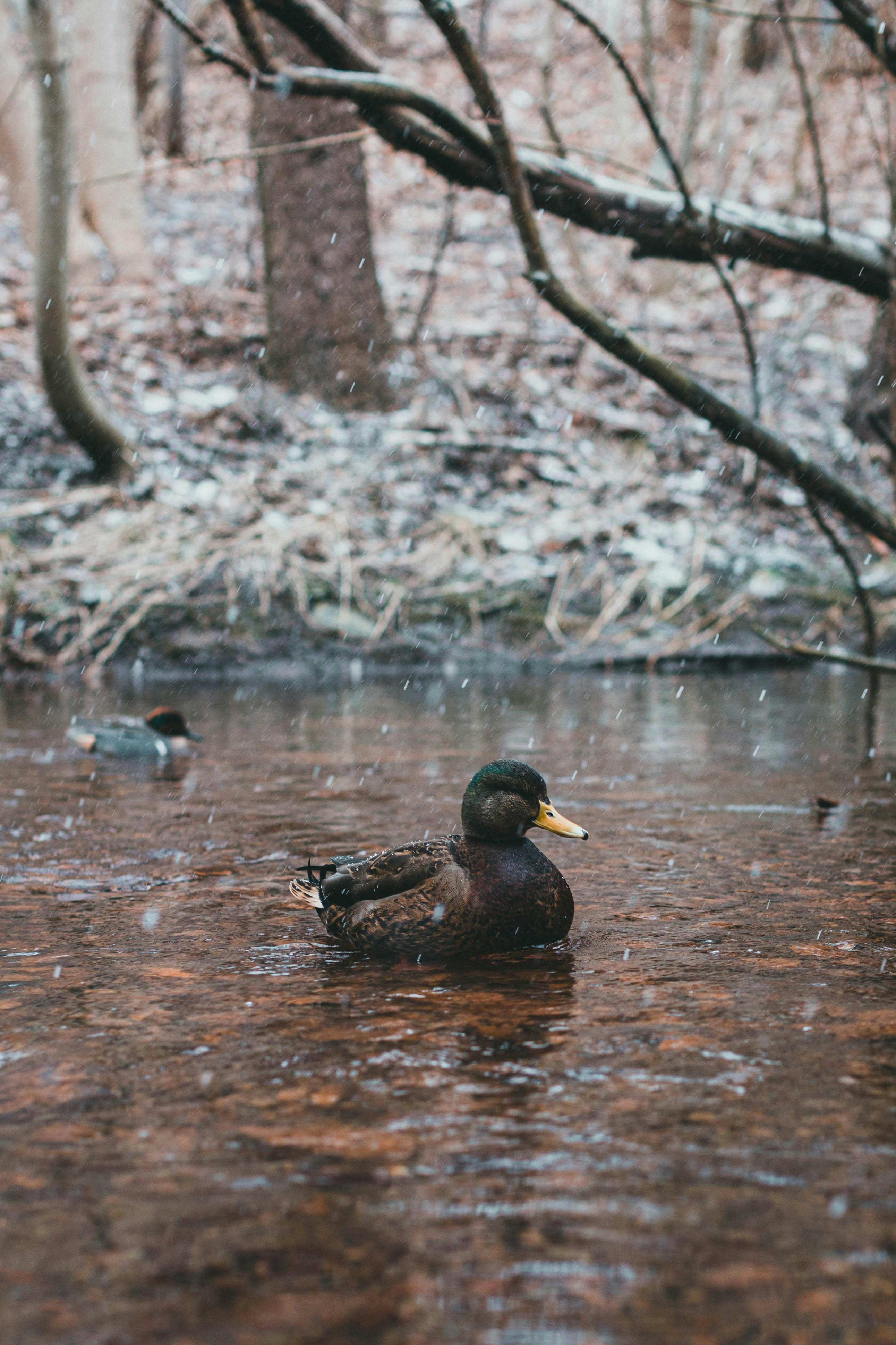 Duck Photography Photos, Download The BEST Free Duck Photography Stock ...