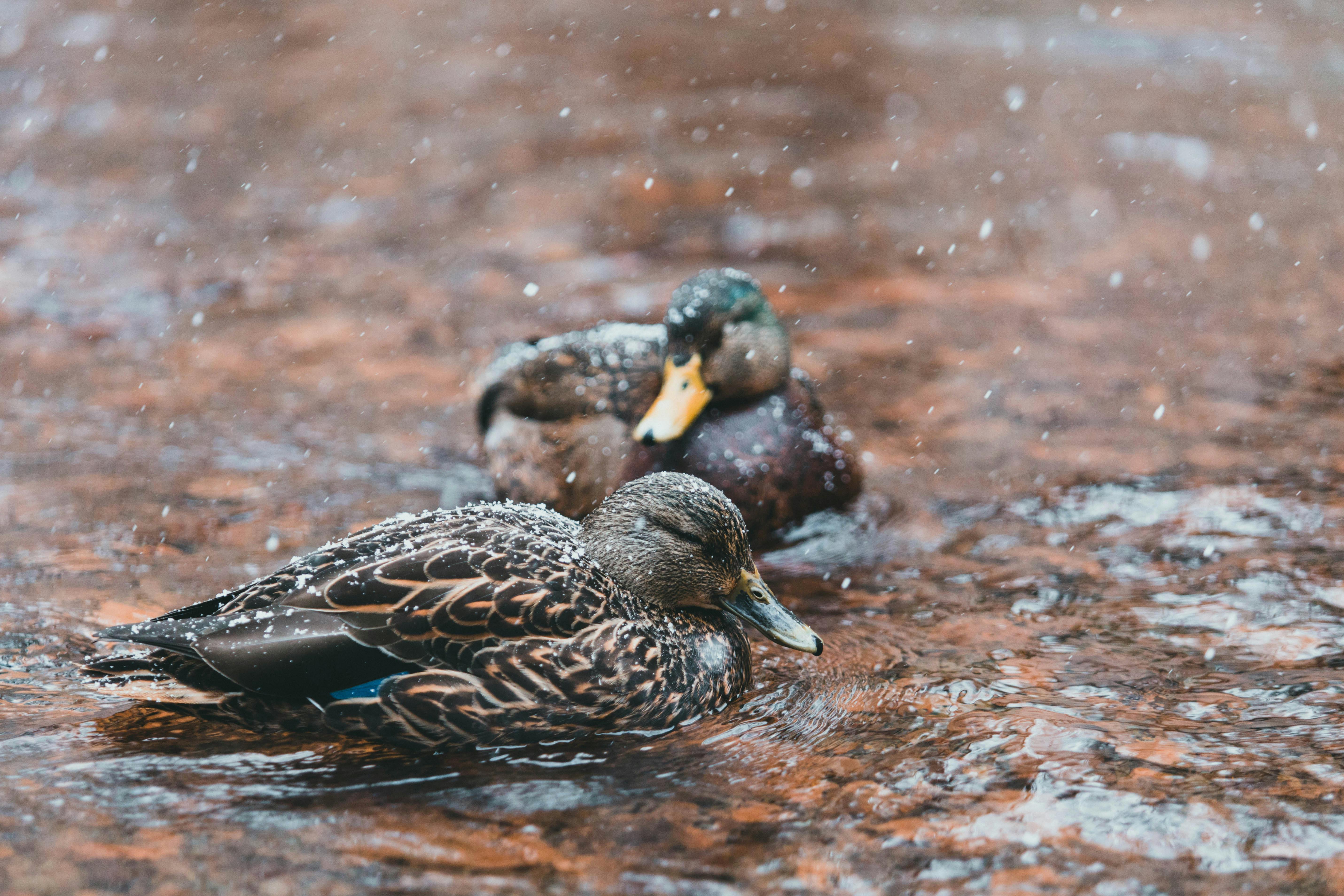 Close-Up Photograph of Mallard Ducks · Free Stock Photo