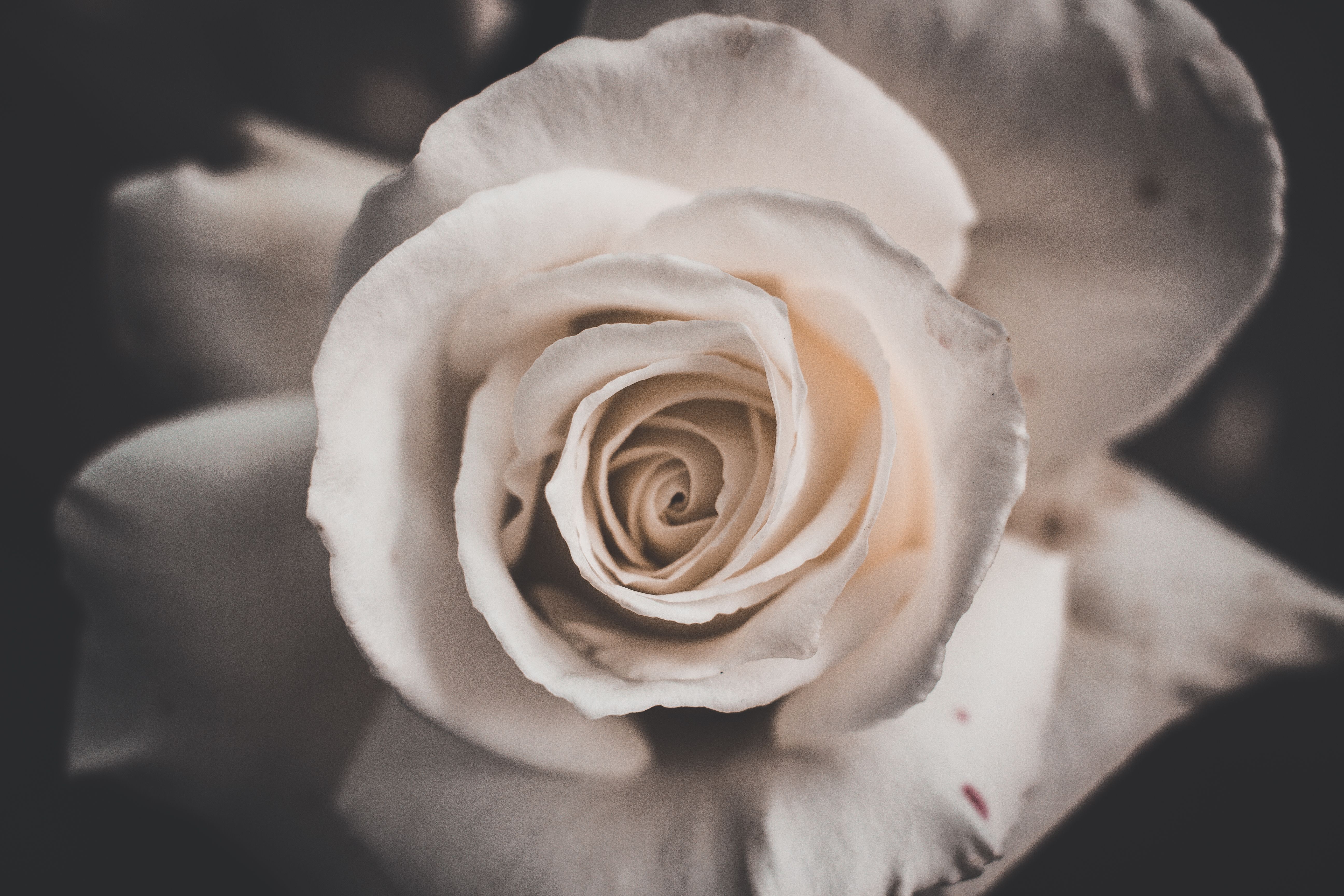 A Close-up Shot of a White Rose in Full Bloom · Free Stock Photo