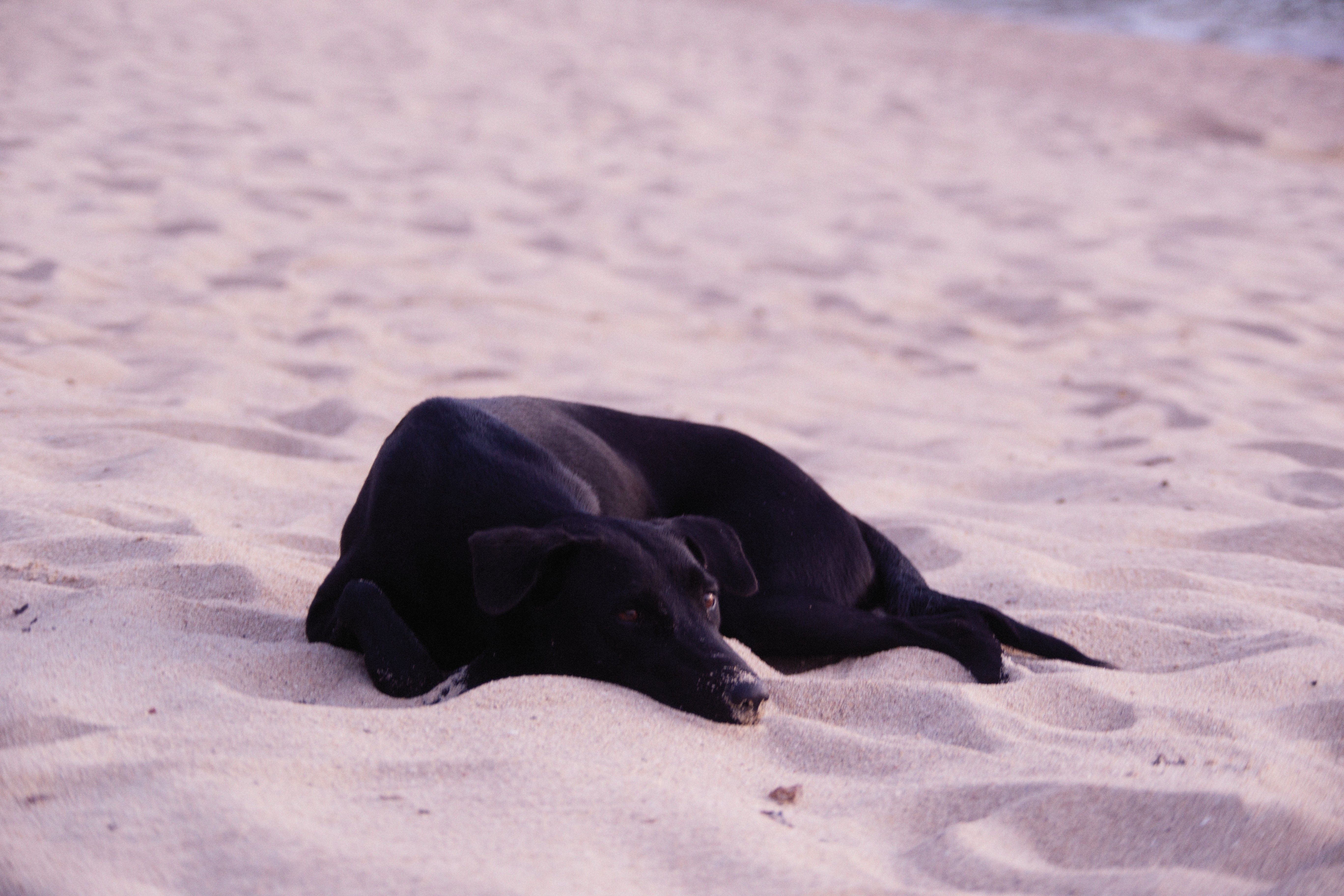 Dog Rectangular Wallpaper Photos, Download The BEST Free Dog ...