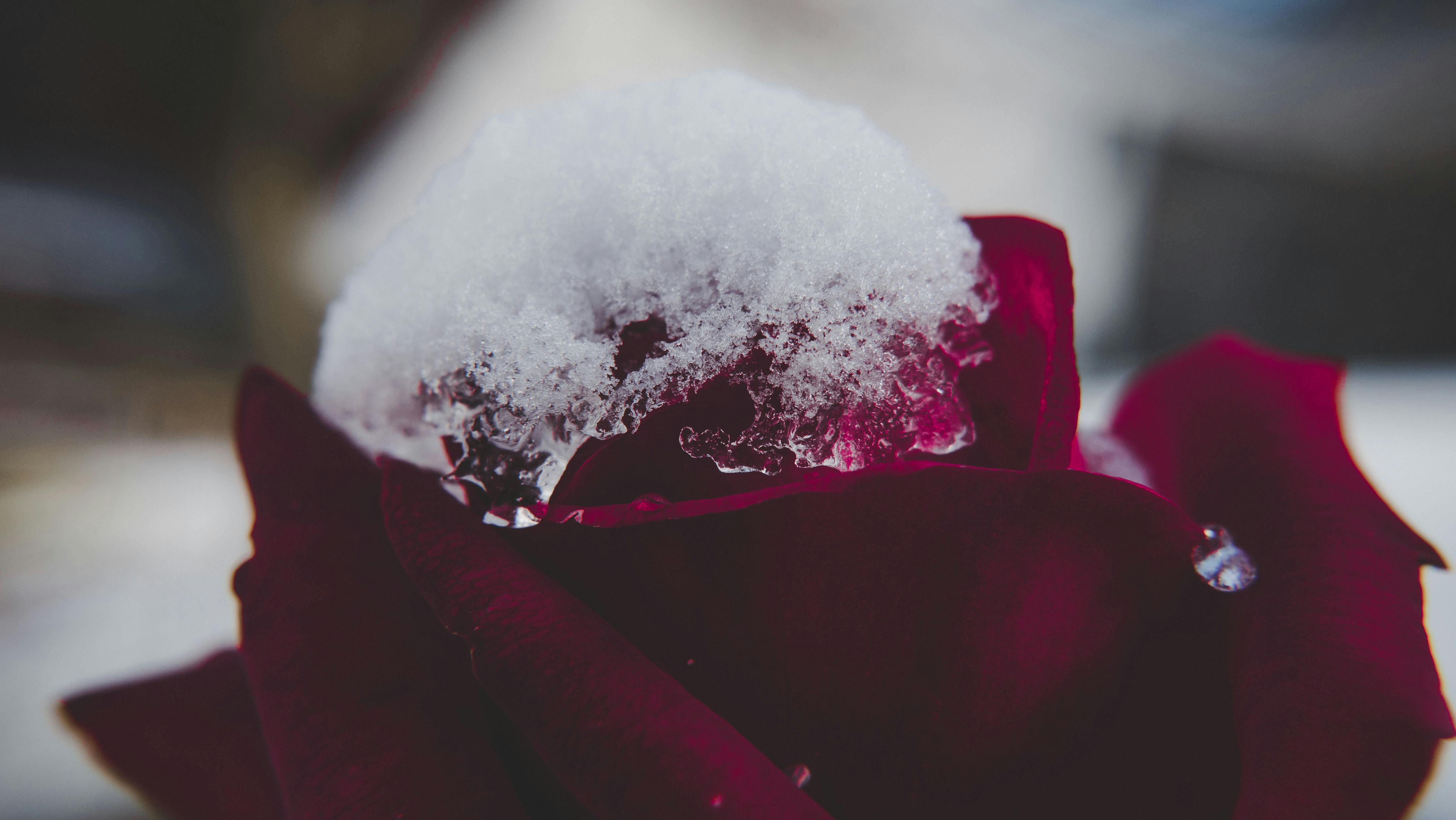 Free stock photo of beautiful flowers, Red Rose, snow