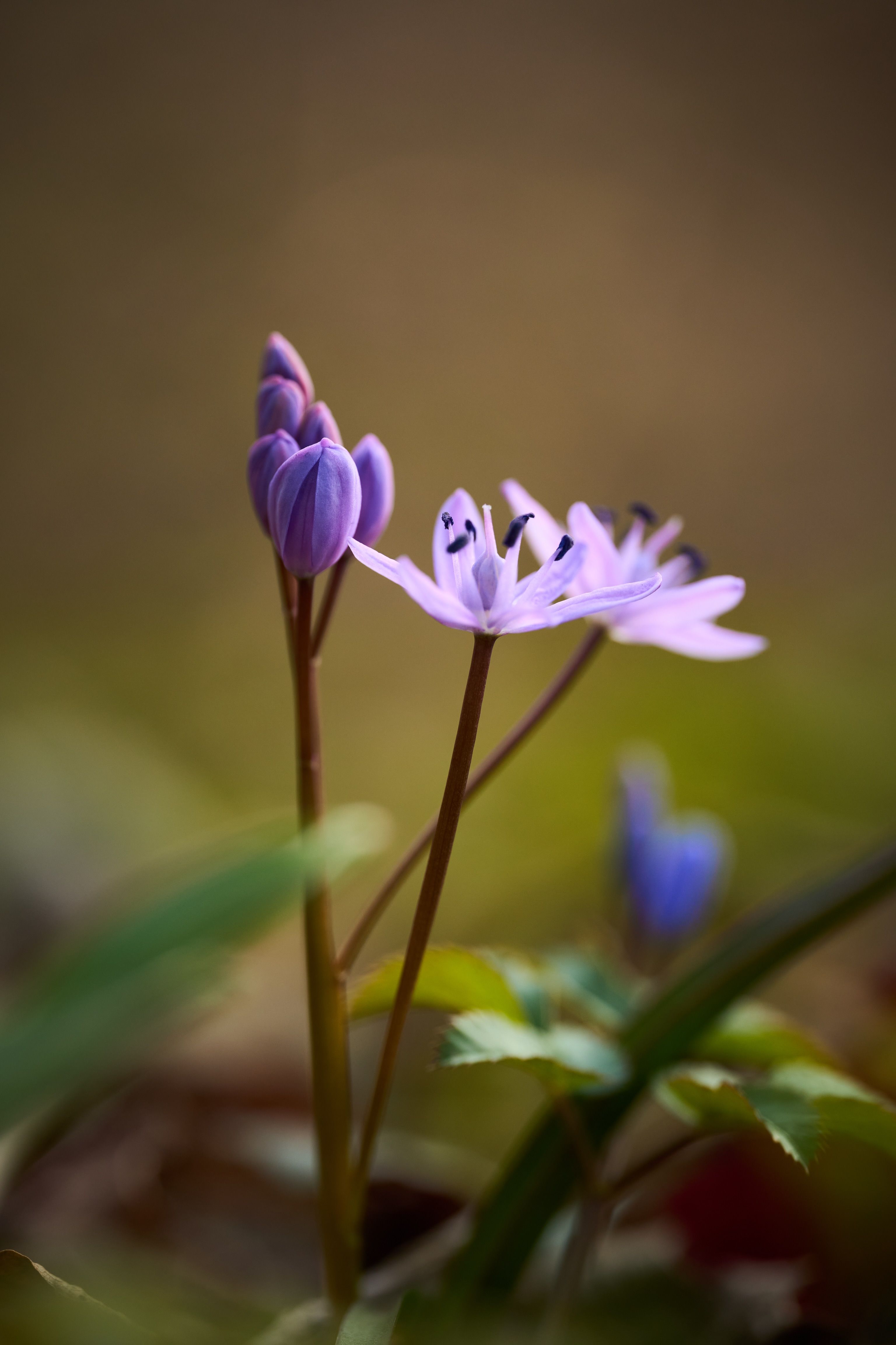 A Branch of Catnip Flowers · Free Stock Photo