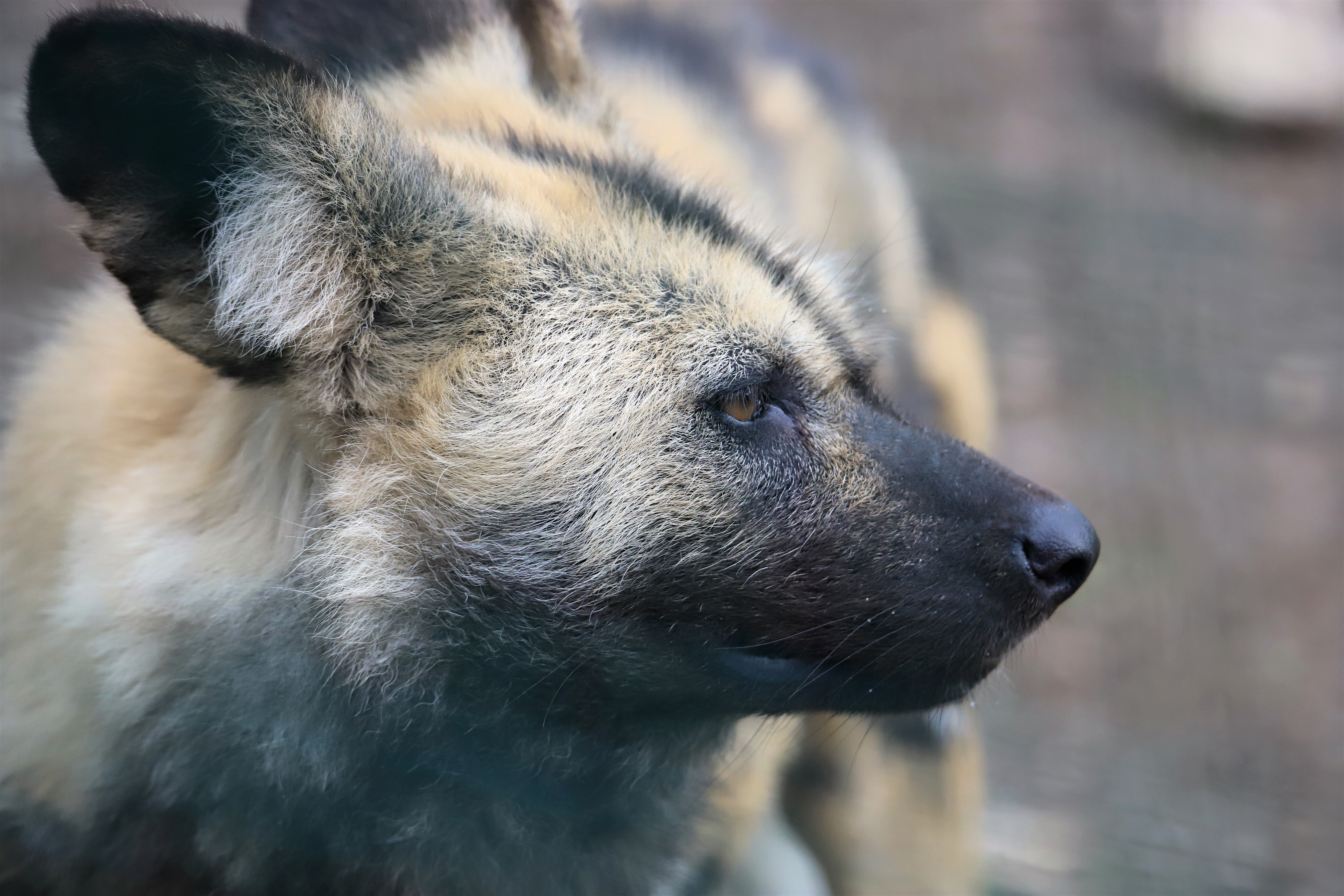 A Wildlife Photography of a Wolf in Close-up Shot · Free Stock Photo