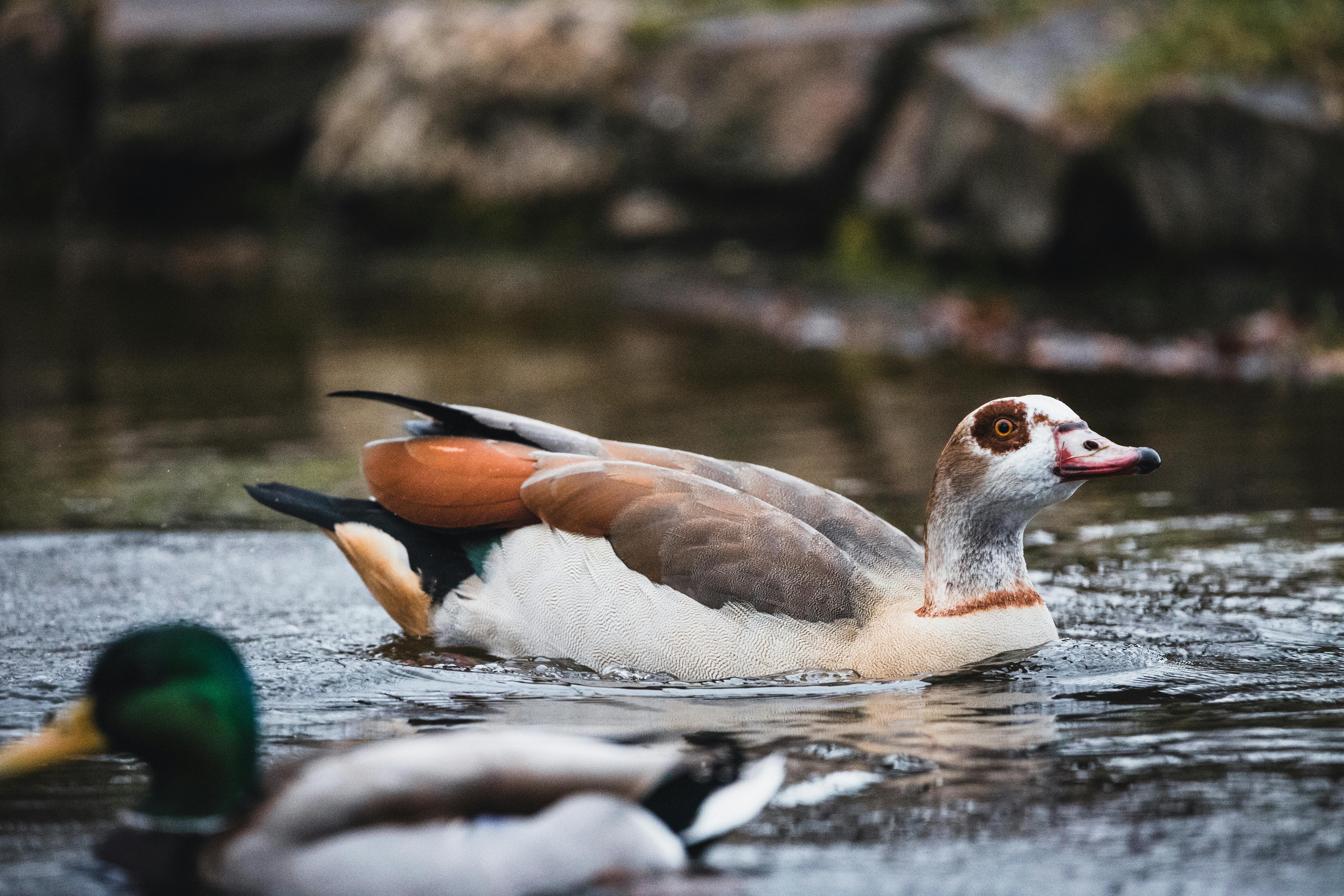 Green and Gray Mallard Duck · Free Stock Photo