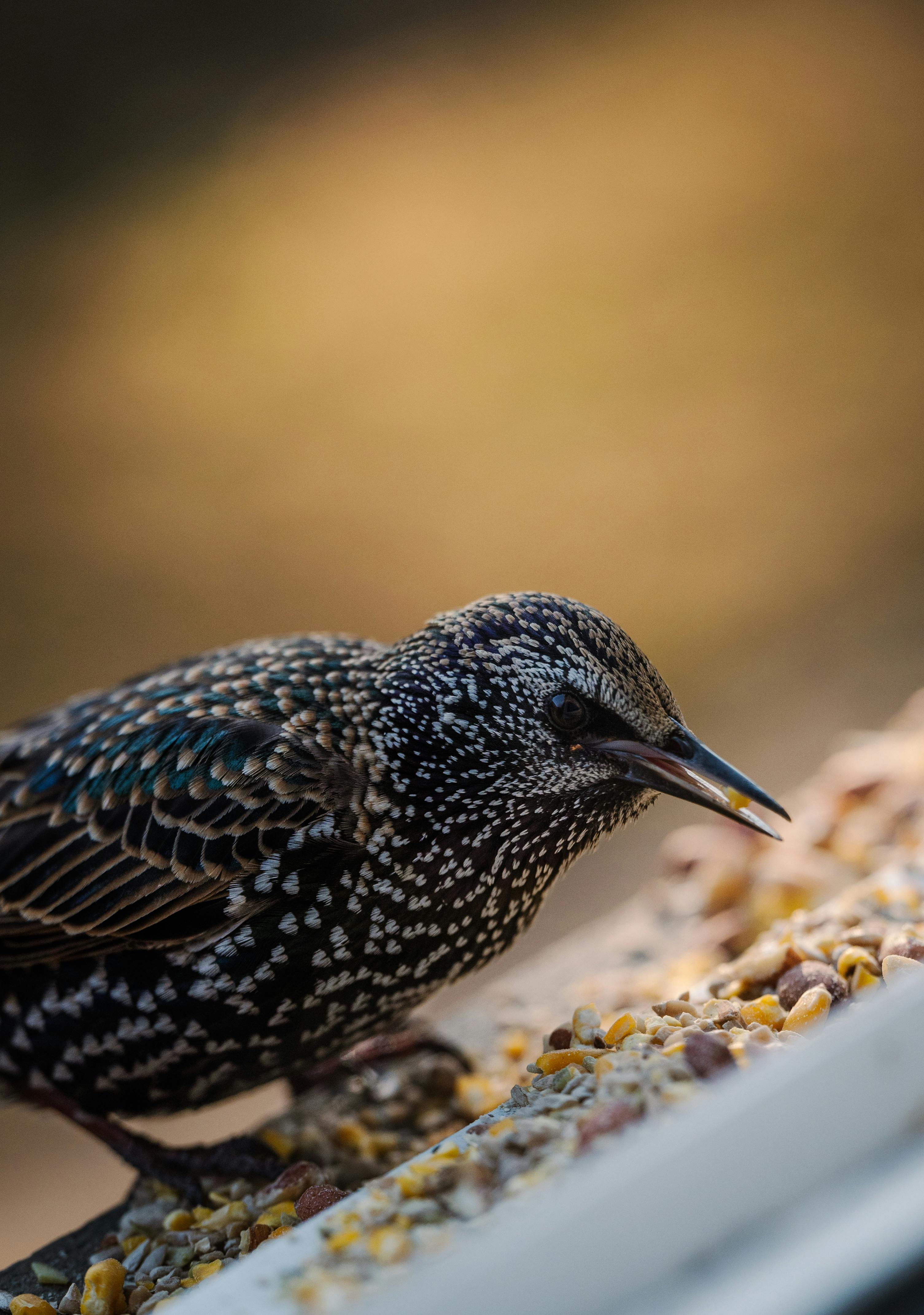 Magpie Starling Photos, Download Free Magpie Starling Stock Photos & HD ...