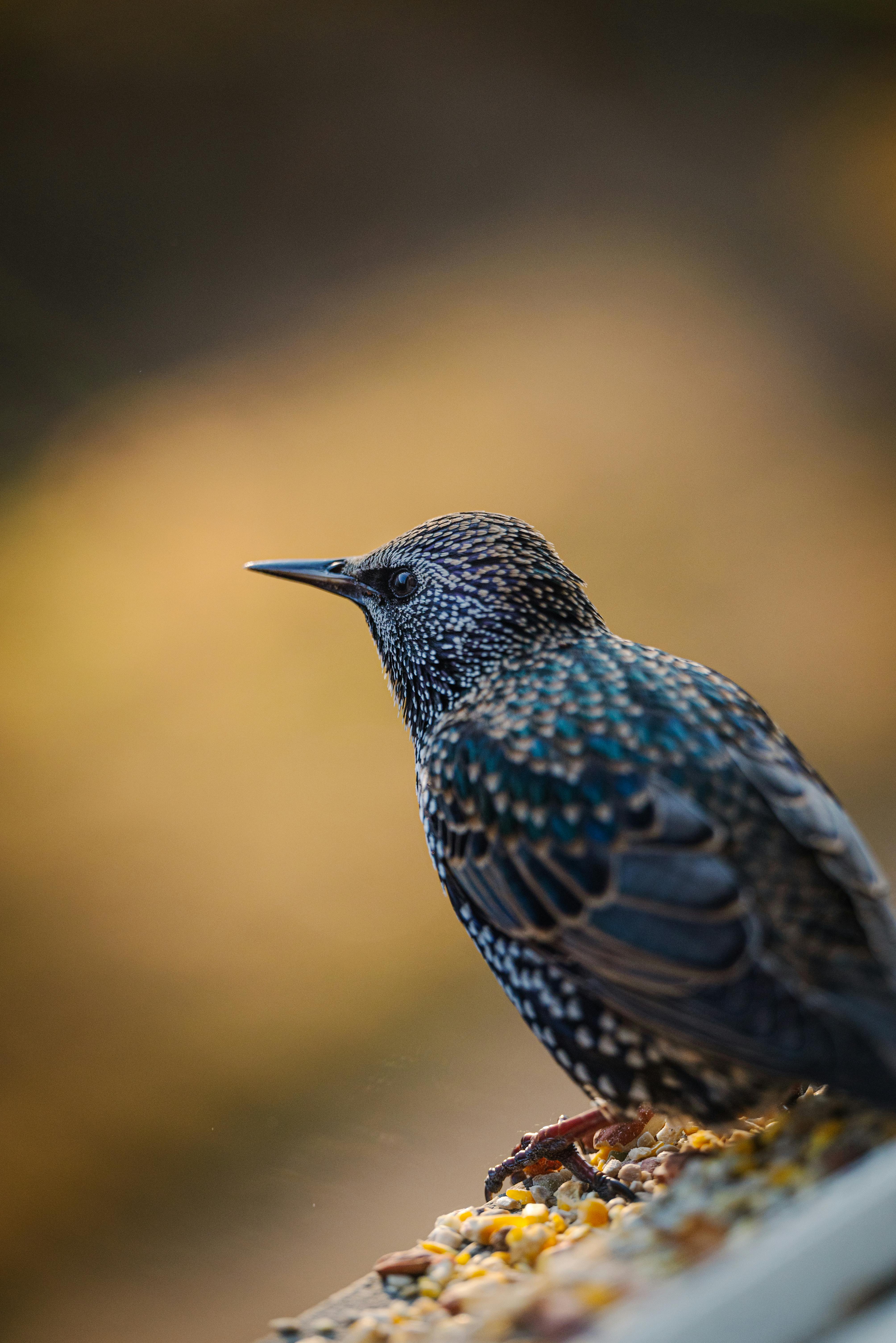 Common Starling Bird in Close-Up Photography · Free Stock Photo