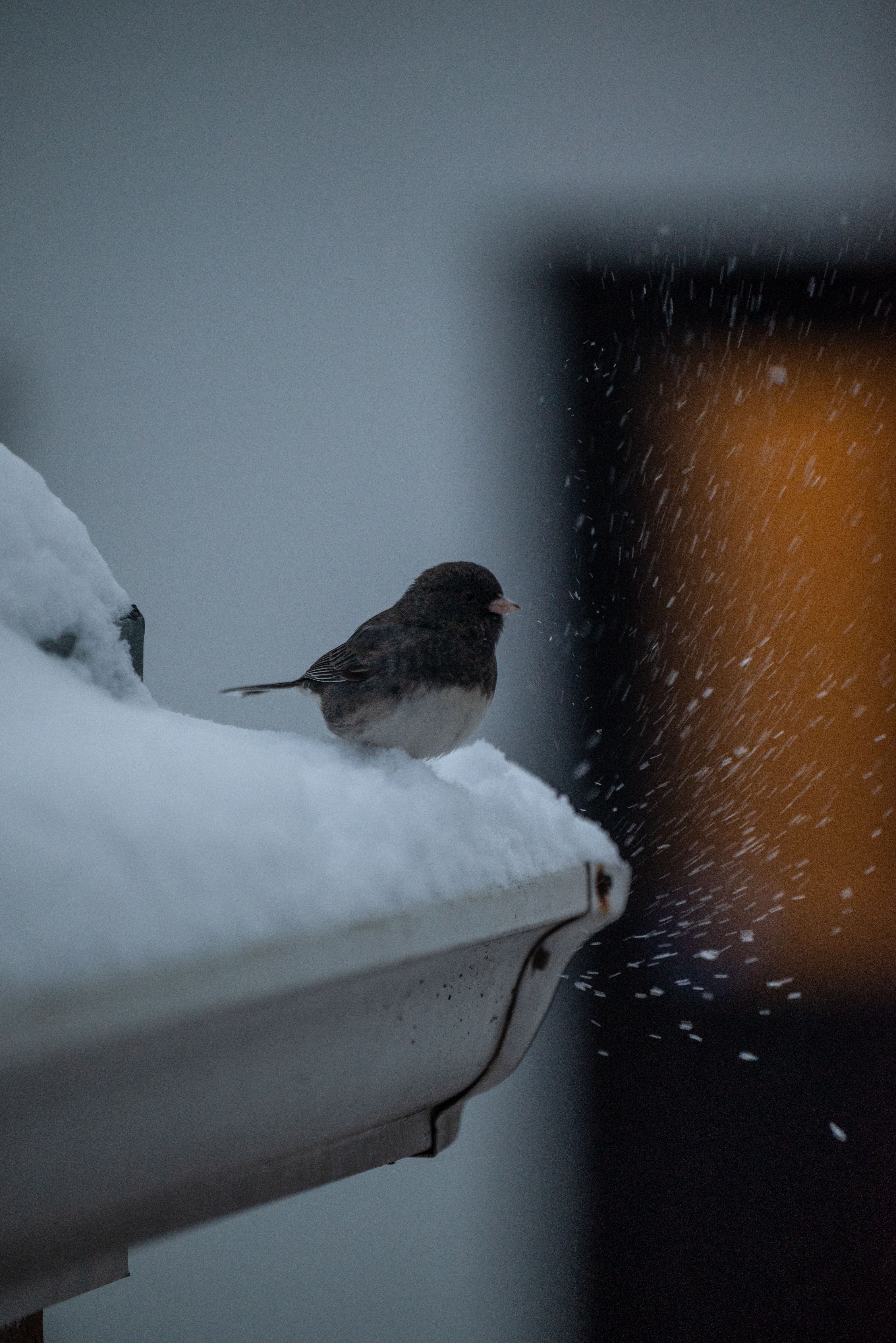 Bird On Gutters Photos, Download The BEST Free Bird On Gutters Stock ...