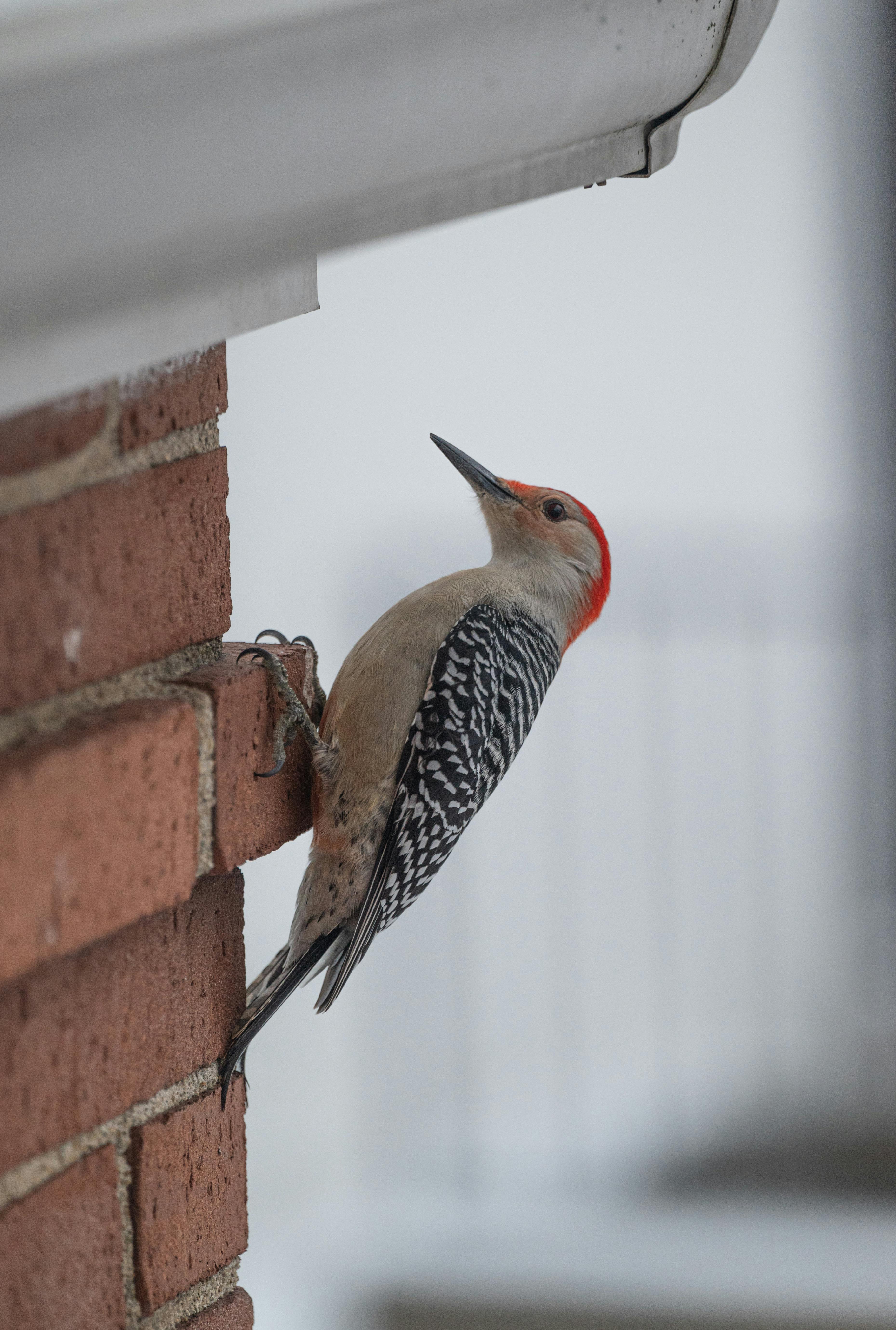 Biologist Bird Photos, Download The BEST Free Biologist Bird Stock ...