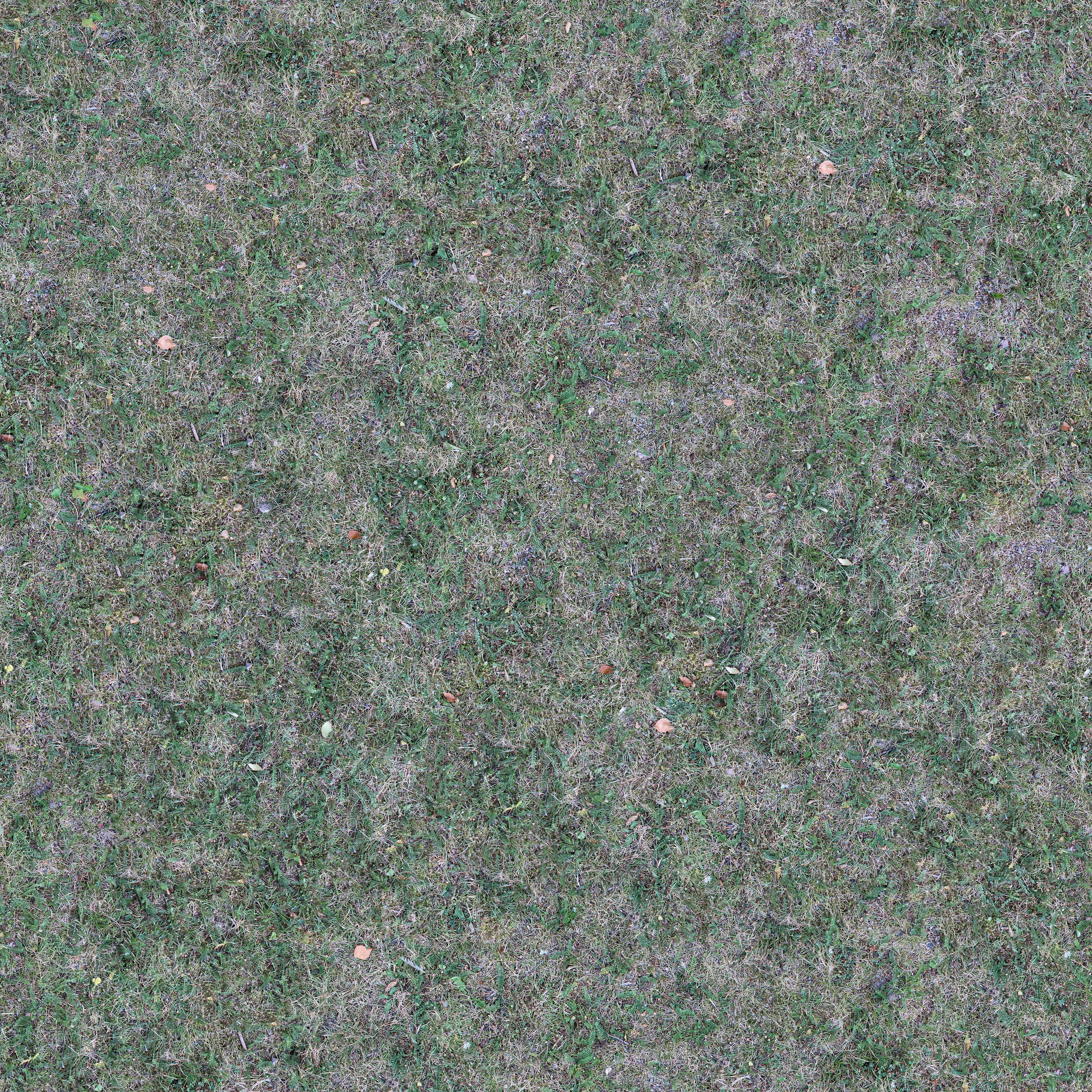 Overhead Shot of Grass · Free Stock Photo