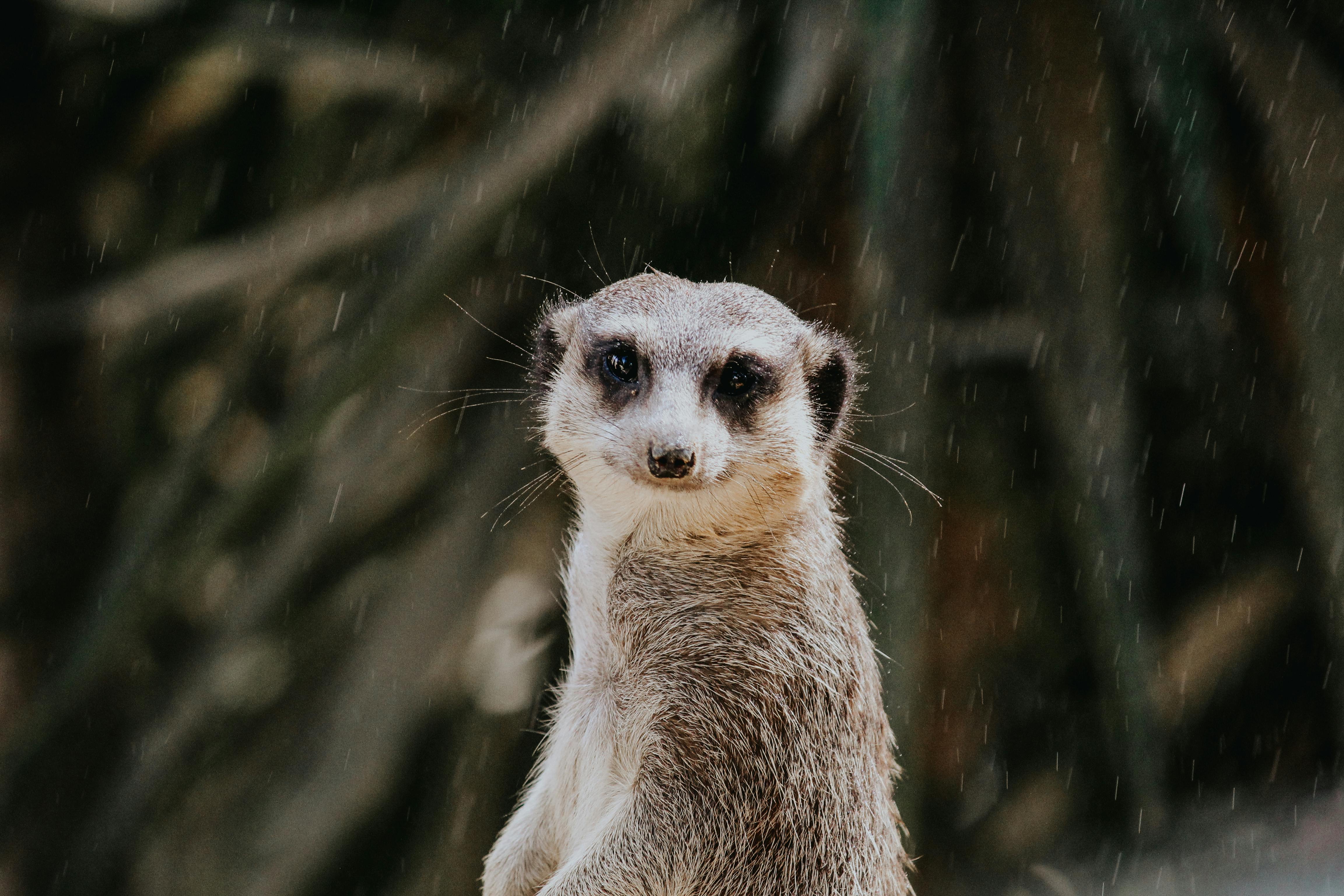 Feliformia Photos, Download The BEST Free Feliformia Stock Photos & HD ...