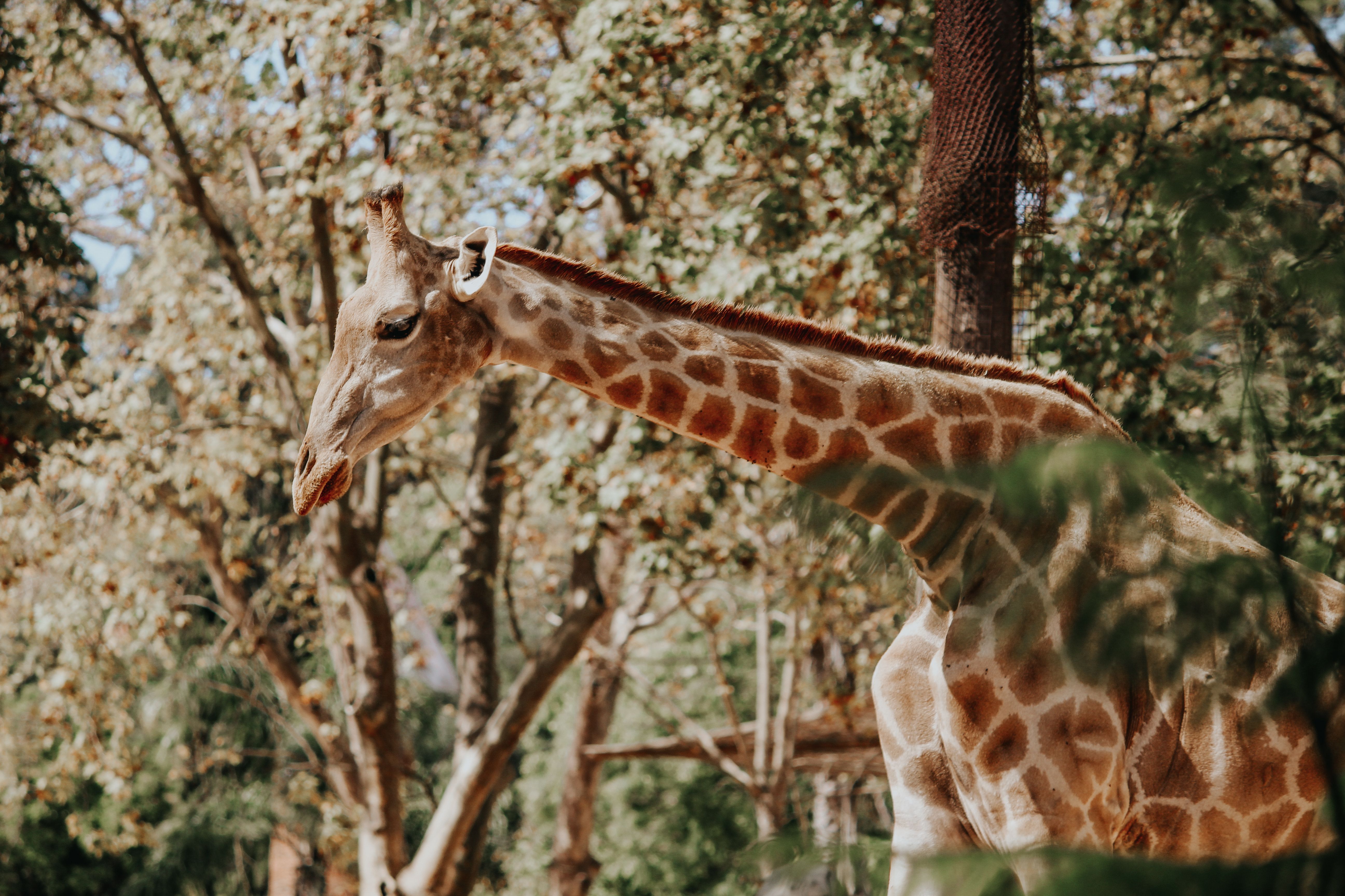 Giraffe Near Trees · Free Stock Photo