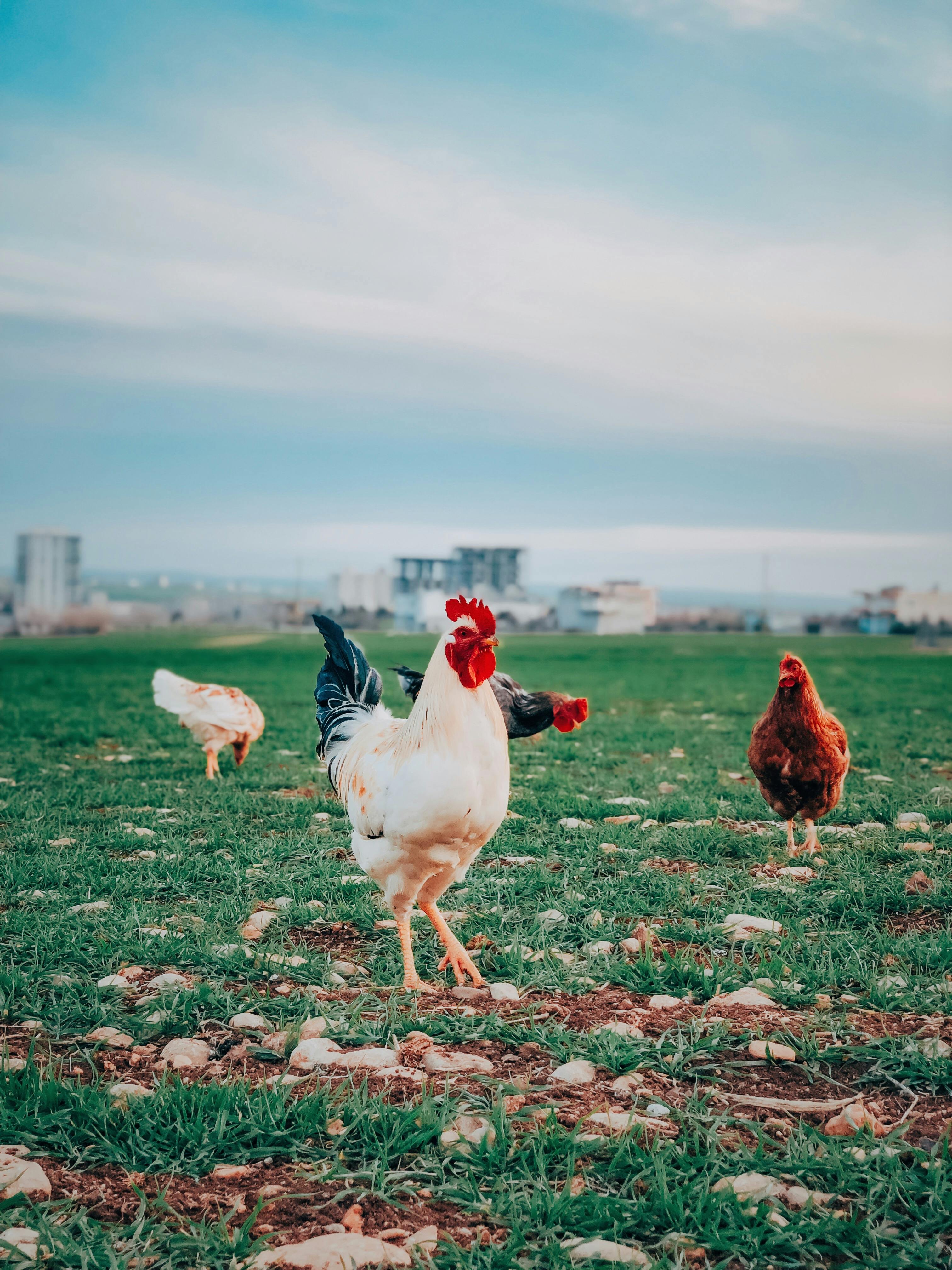 Photograph of Chickens on the Grass · Free Stock Photo