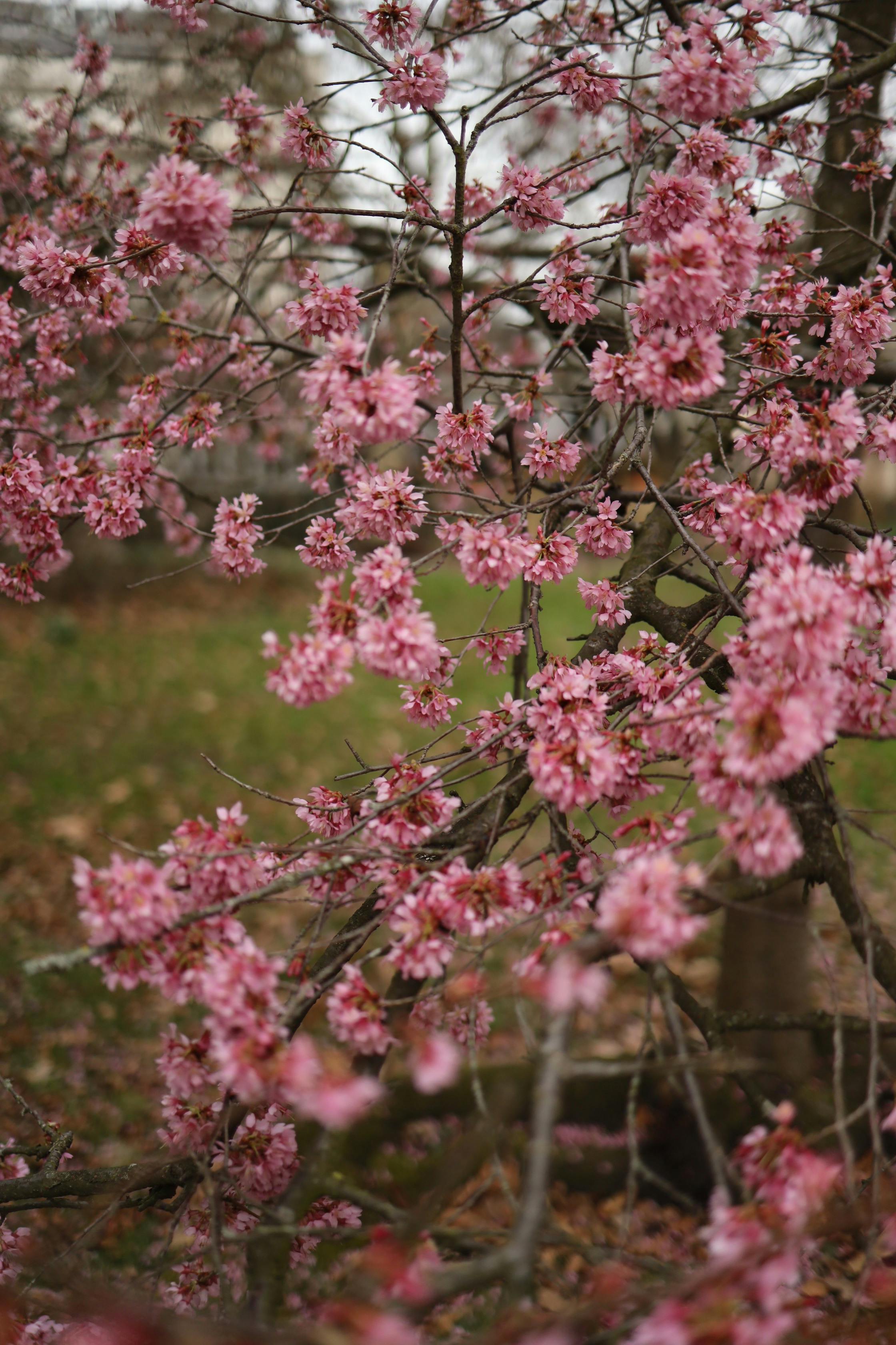 Pink and Green Petal Tree · Free Stock Photo
